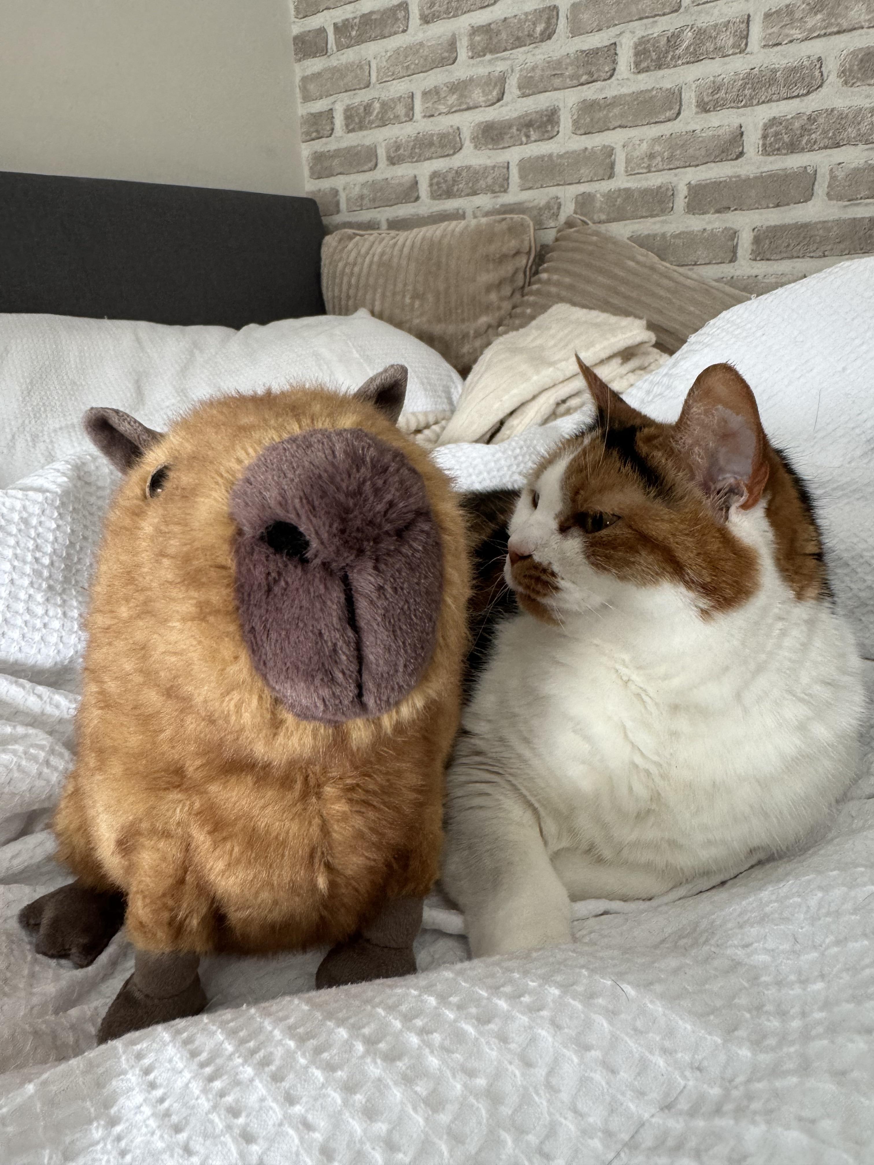 Clyde settling into his new home 🏠 | Scrolller