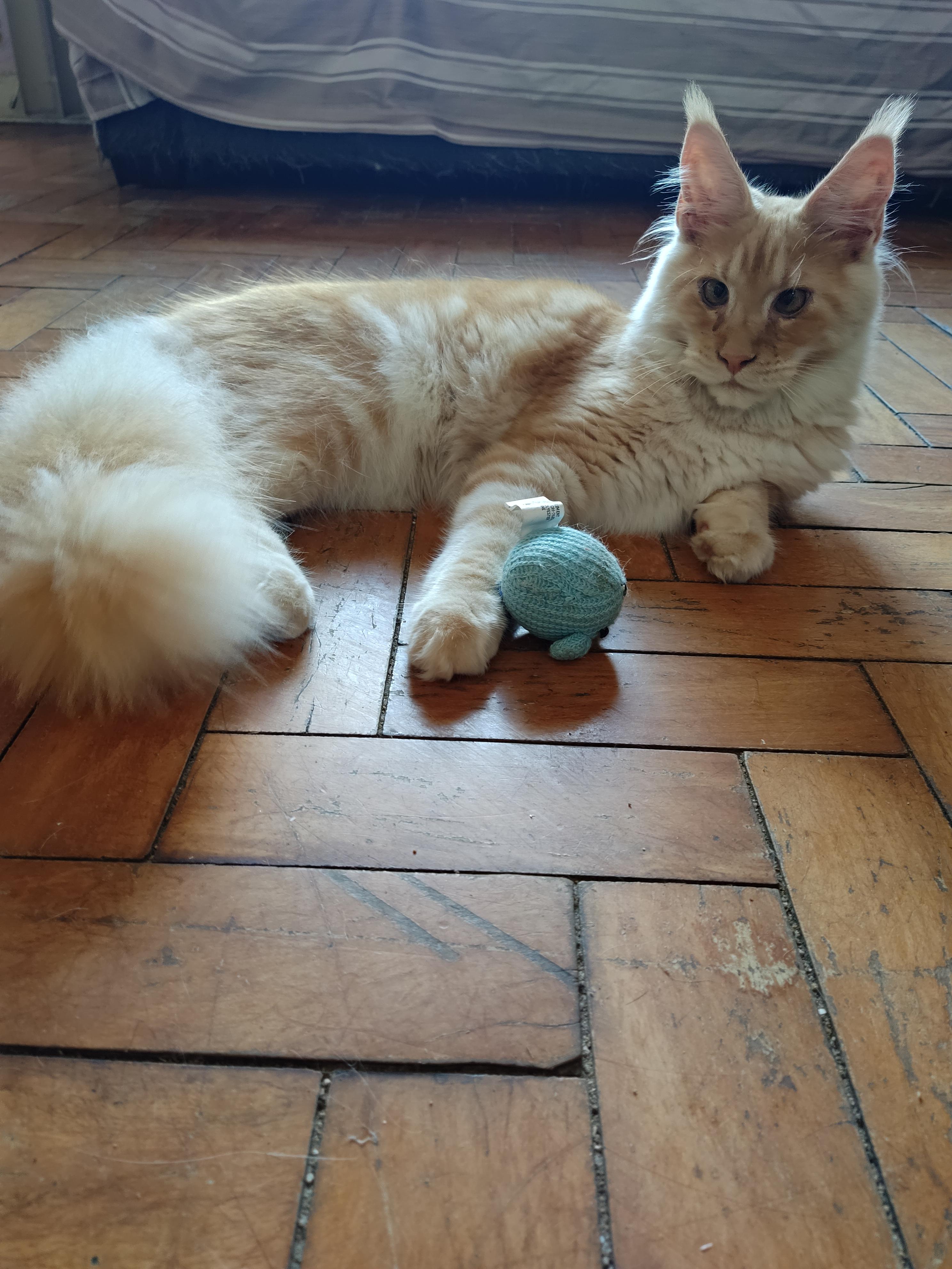 A cross-eyed kitten passing through your timeline! | Scrolller