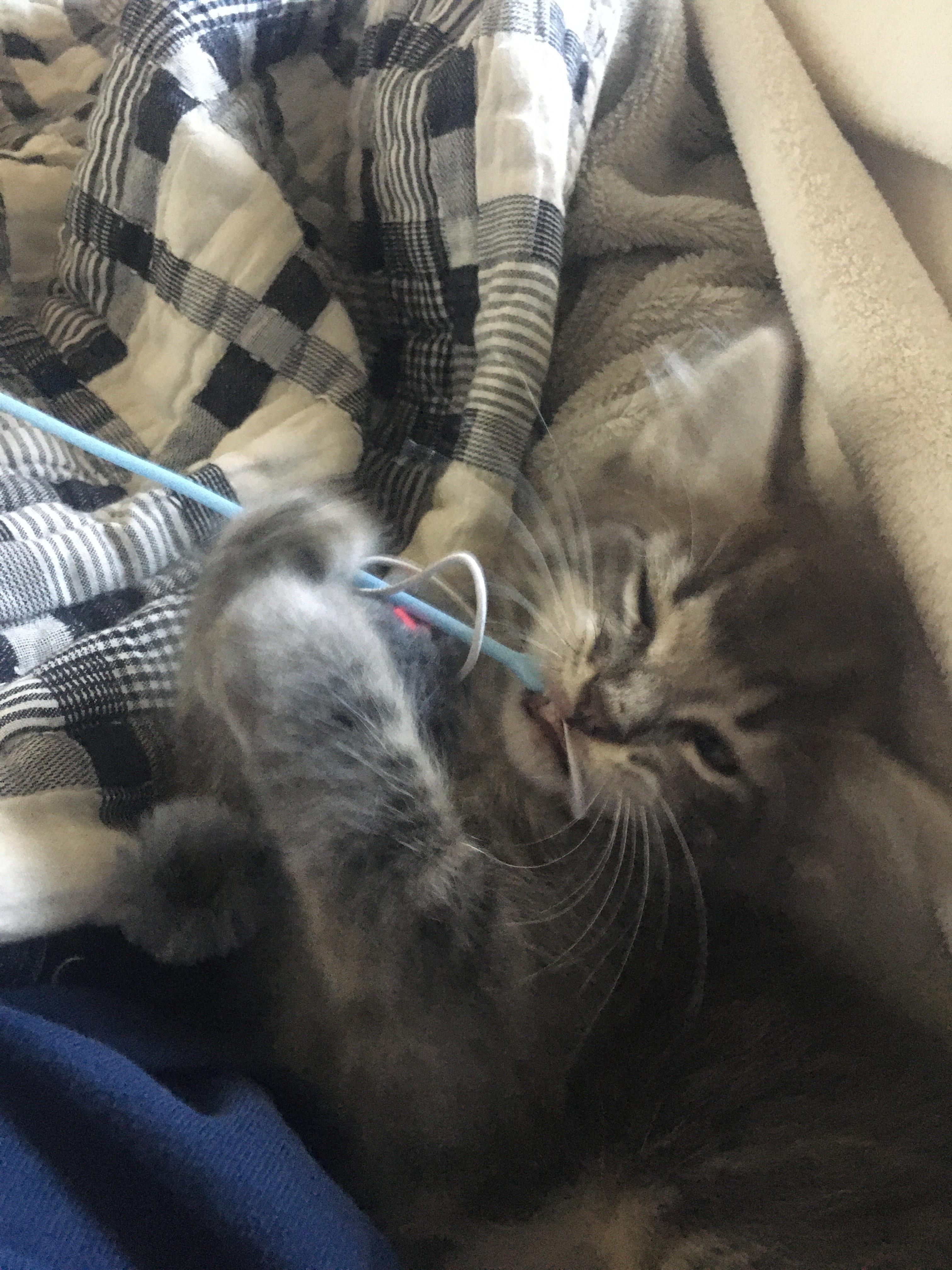 [OC] Friend got a new kitten. We named the little guy kit | Scrolller