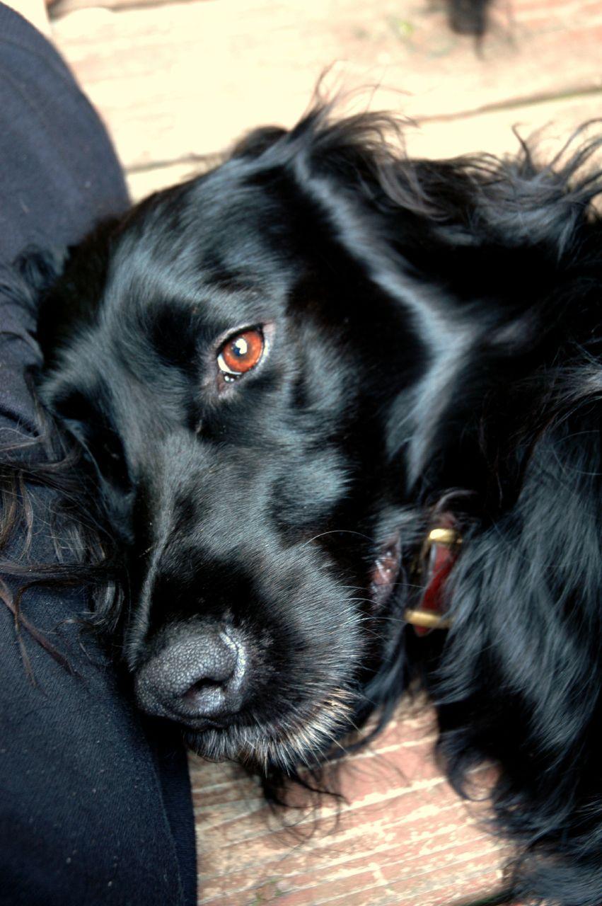 Midnight was the best man I ever knew | Scrolller