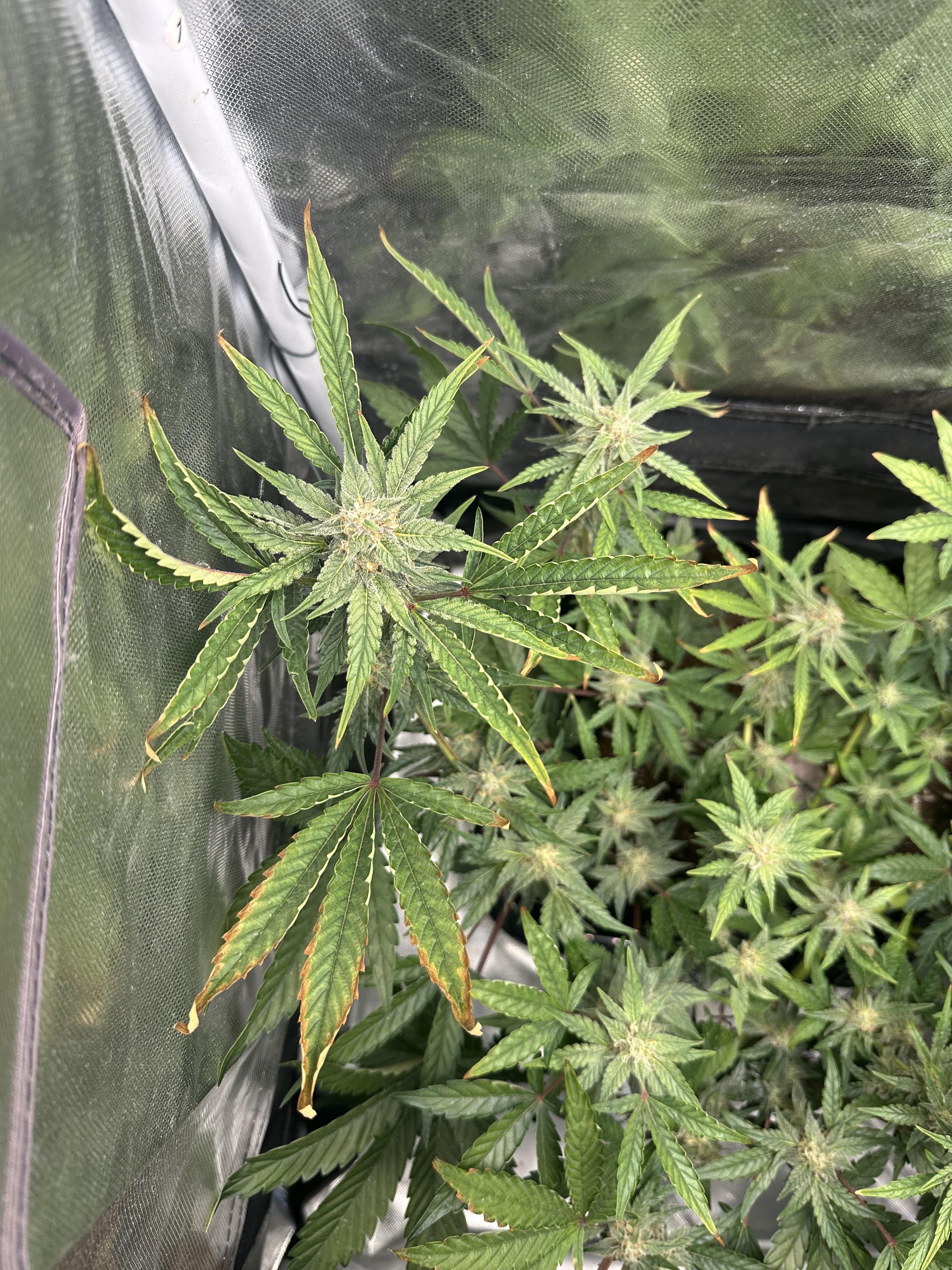 Nutrient burn? | Scrolller