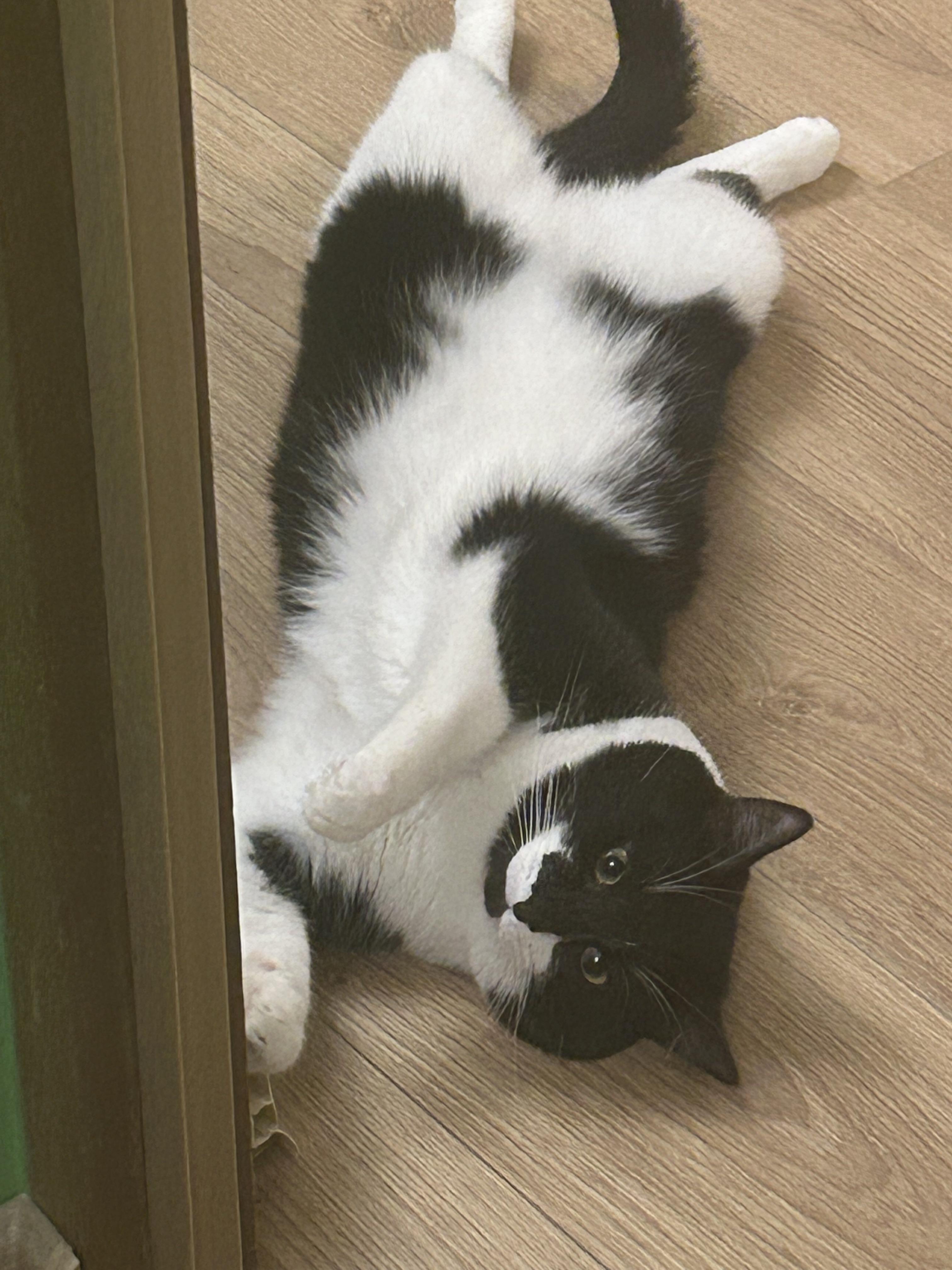 Mustache floof | Scrolller