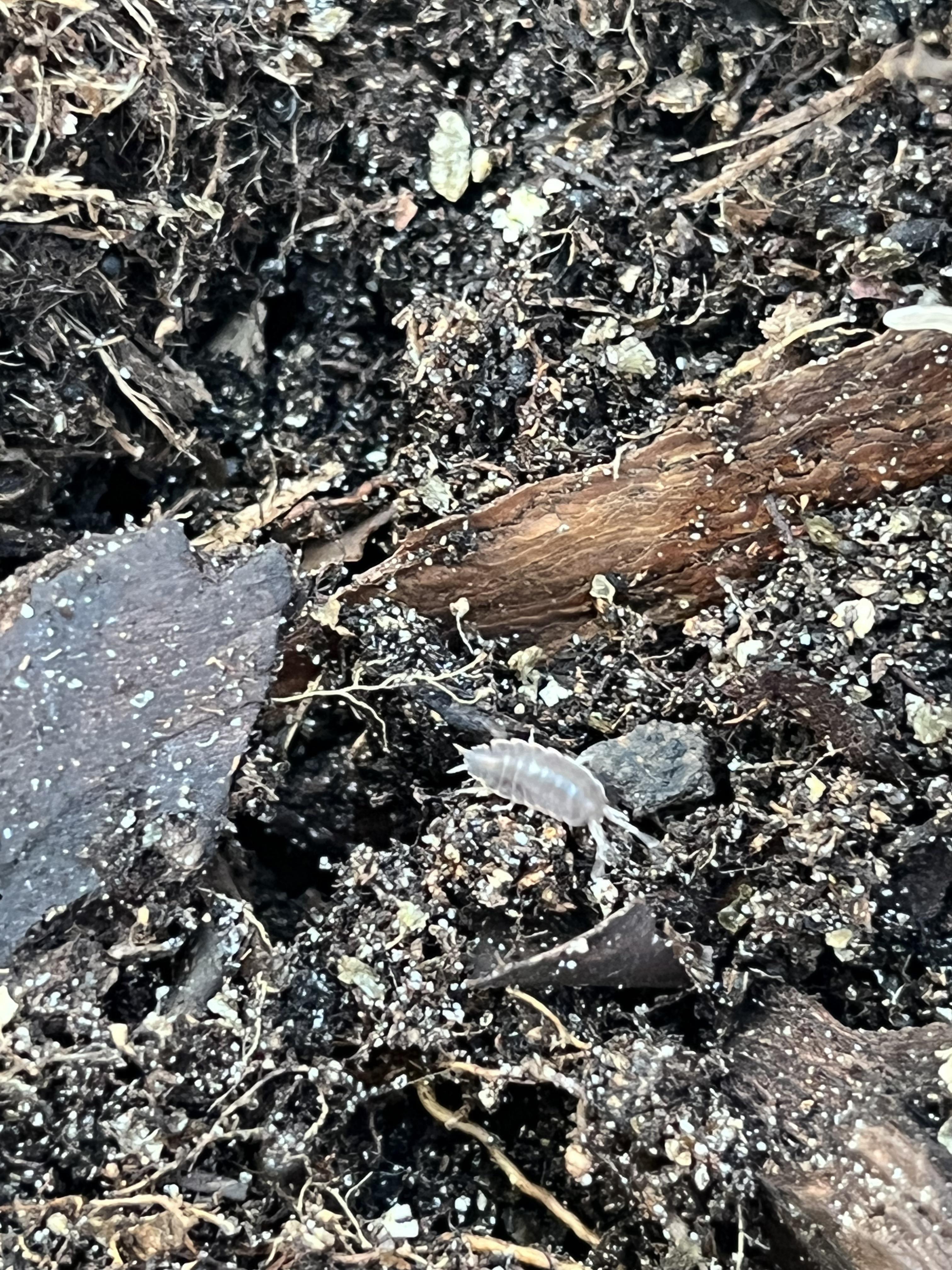 What kind of bugs are these in my soil? | Scrolller