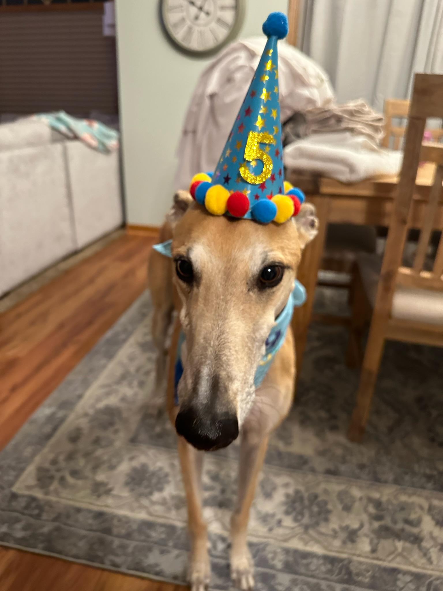 Birthday Bash! | Scrolller