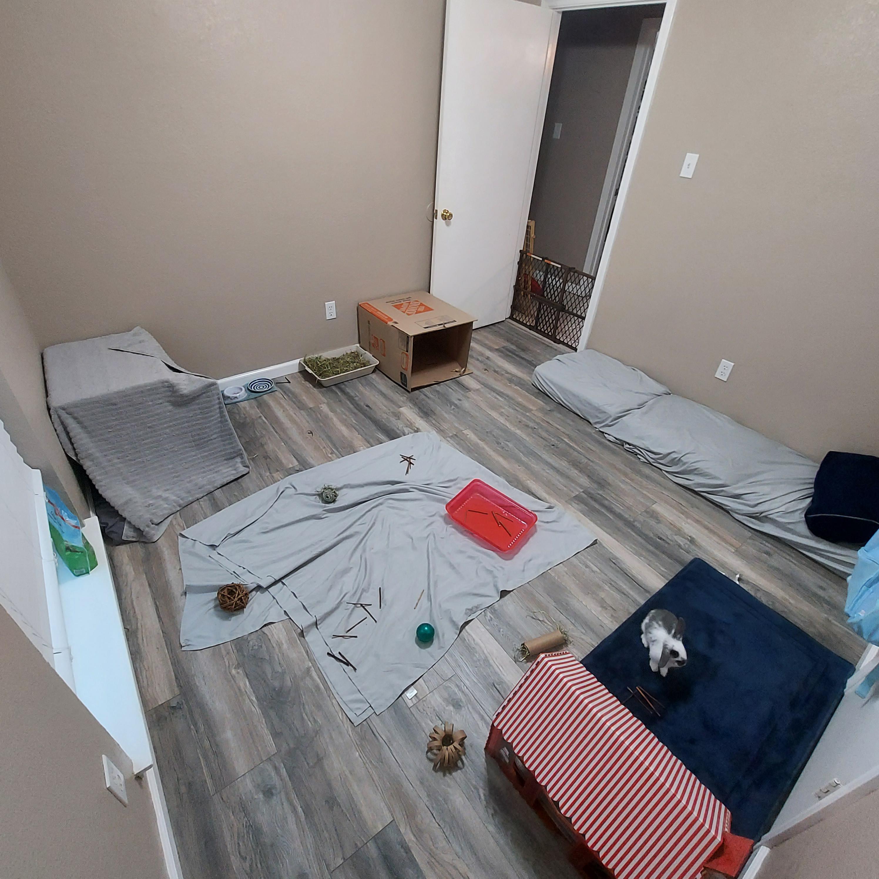 The bunny Room 🐰 just got deep cleaned ☆ | Scrolller