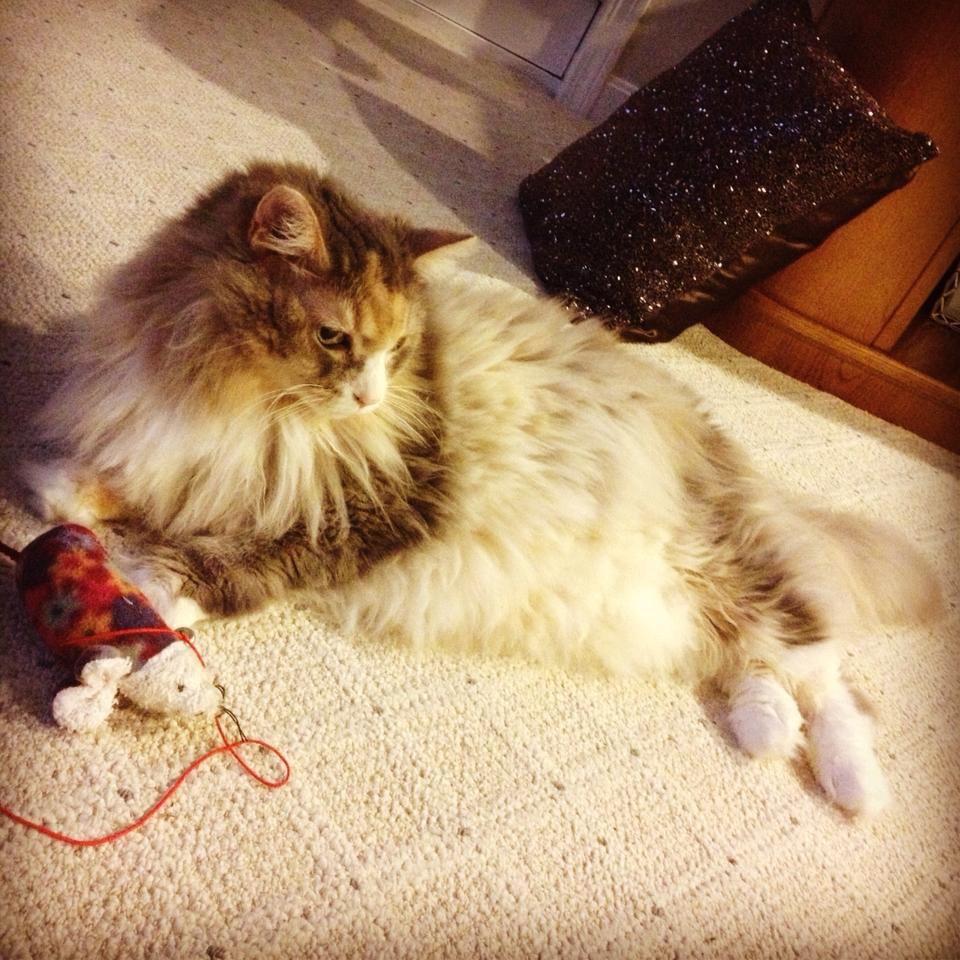 Help Identifying a Cat Breed | Scrolller