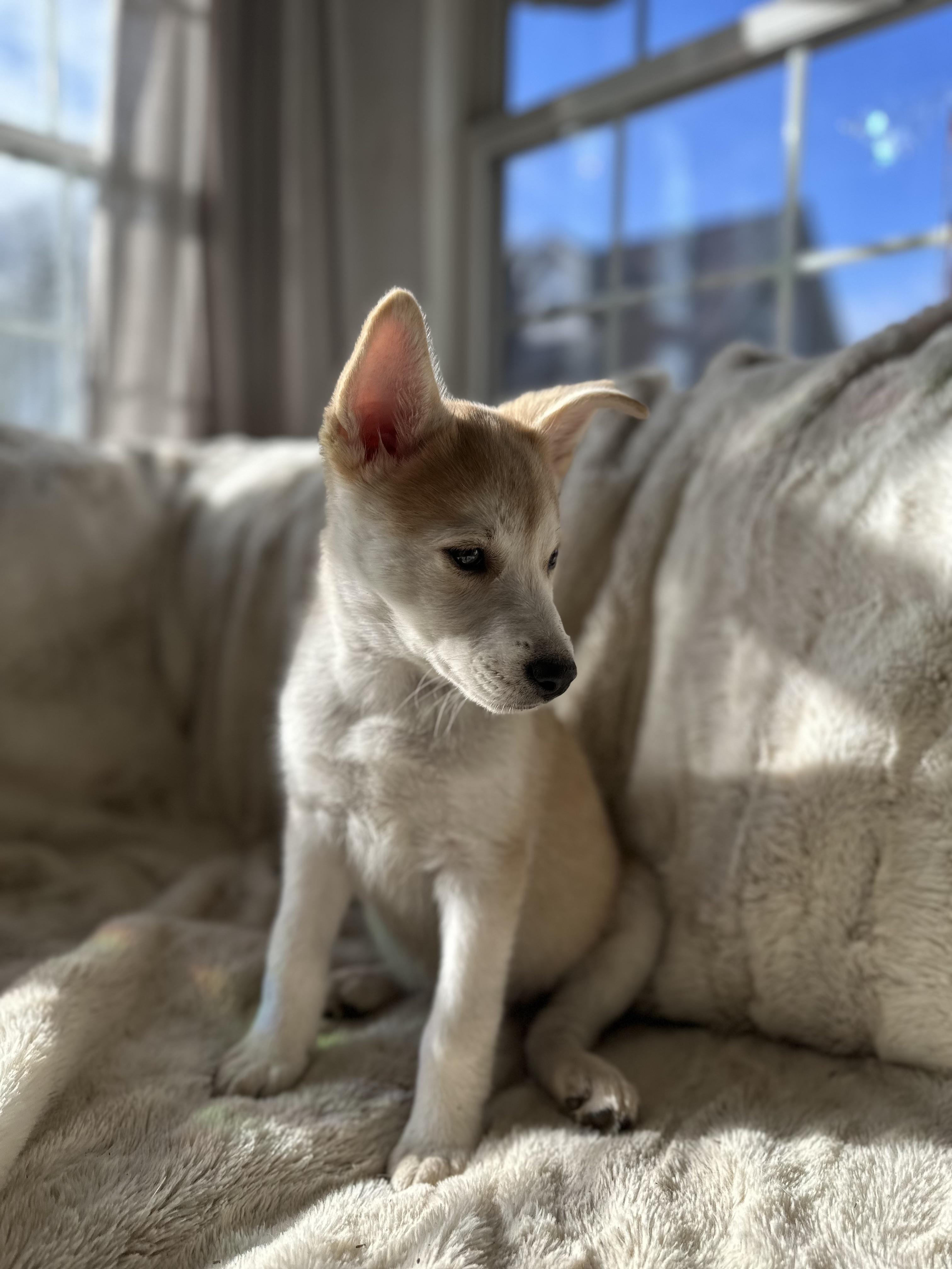 Foster Pup | Scrolller