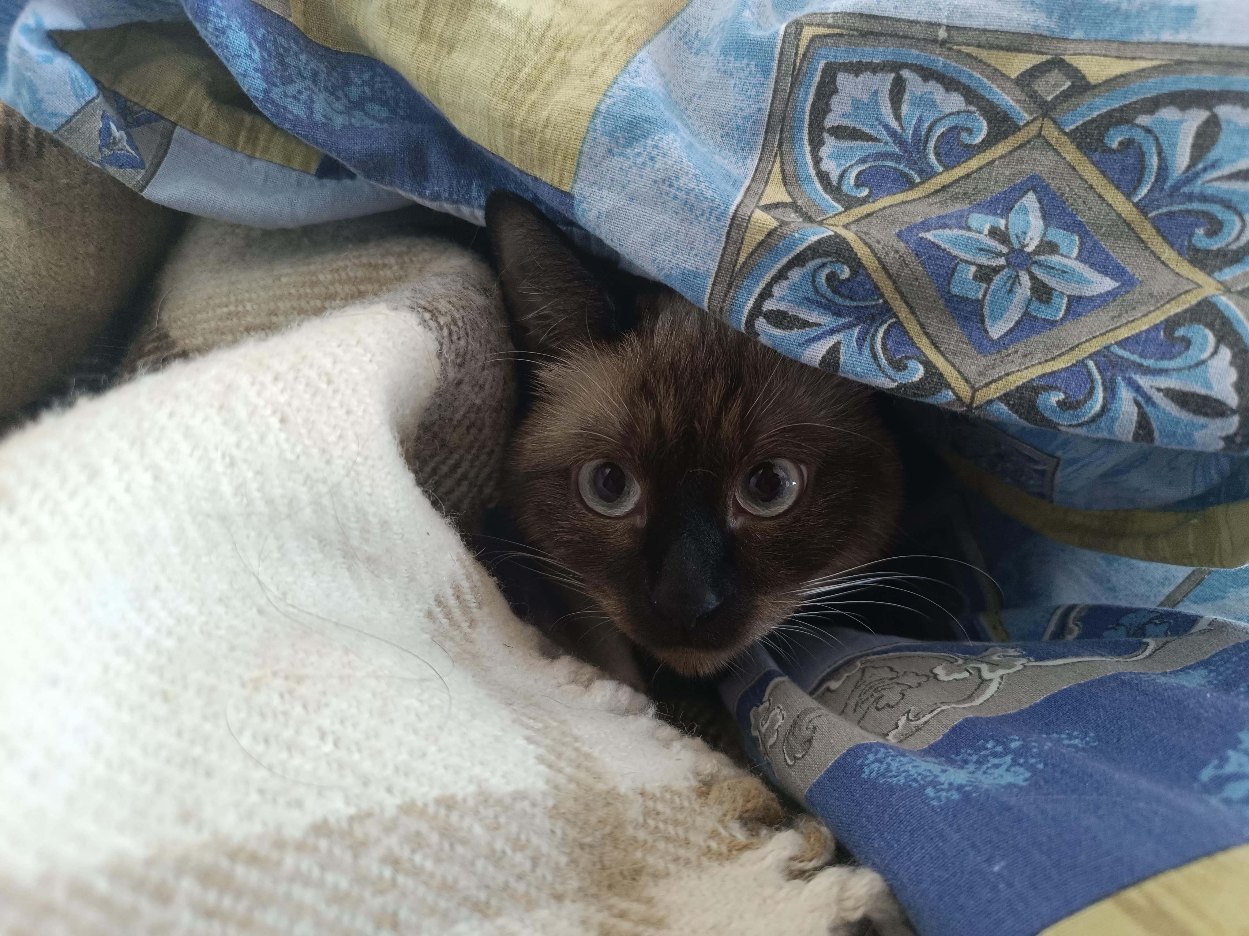 Cat only snuggles in the morning | Scrolller