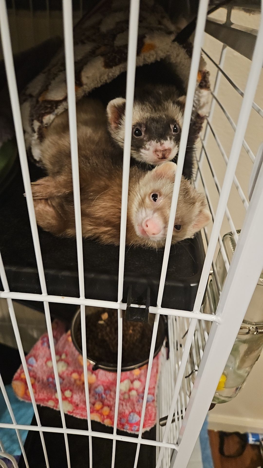 My ferret is incontinent | Scrolller