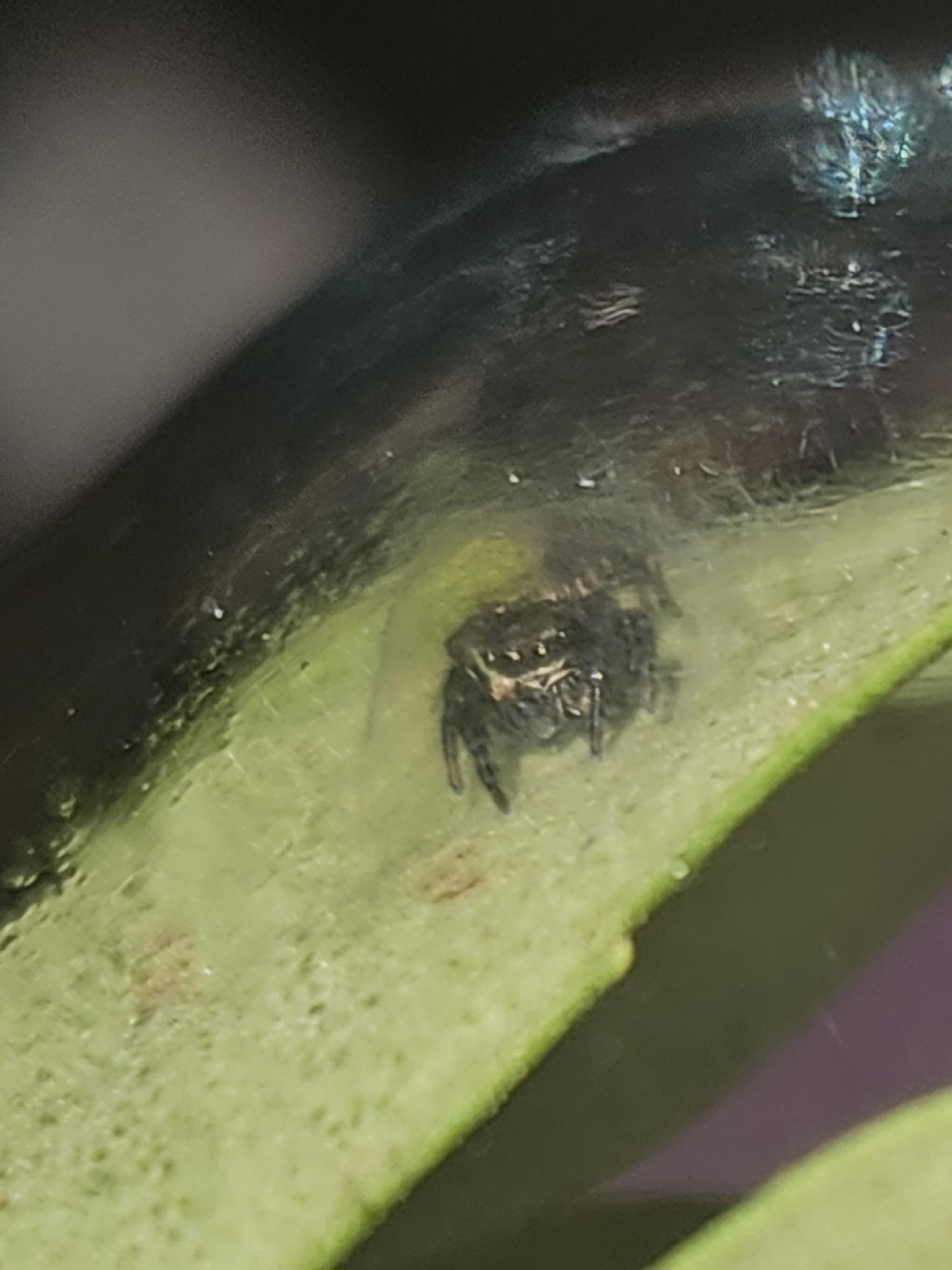 Help Identifying? | Scrolller