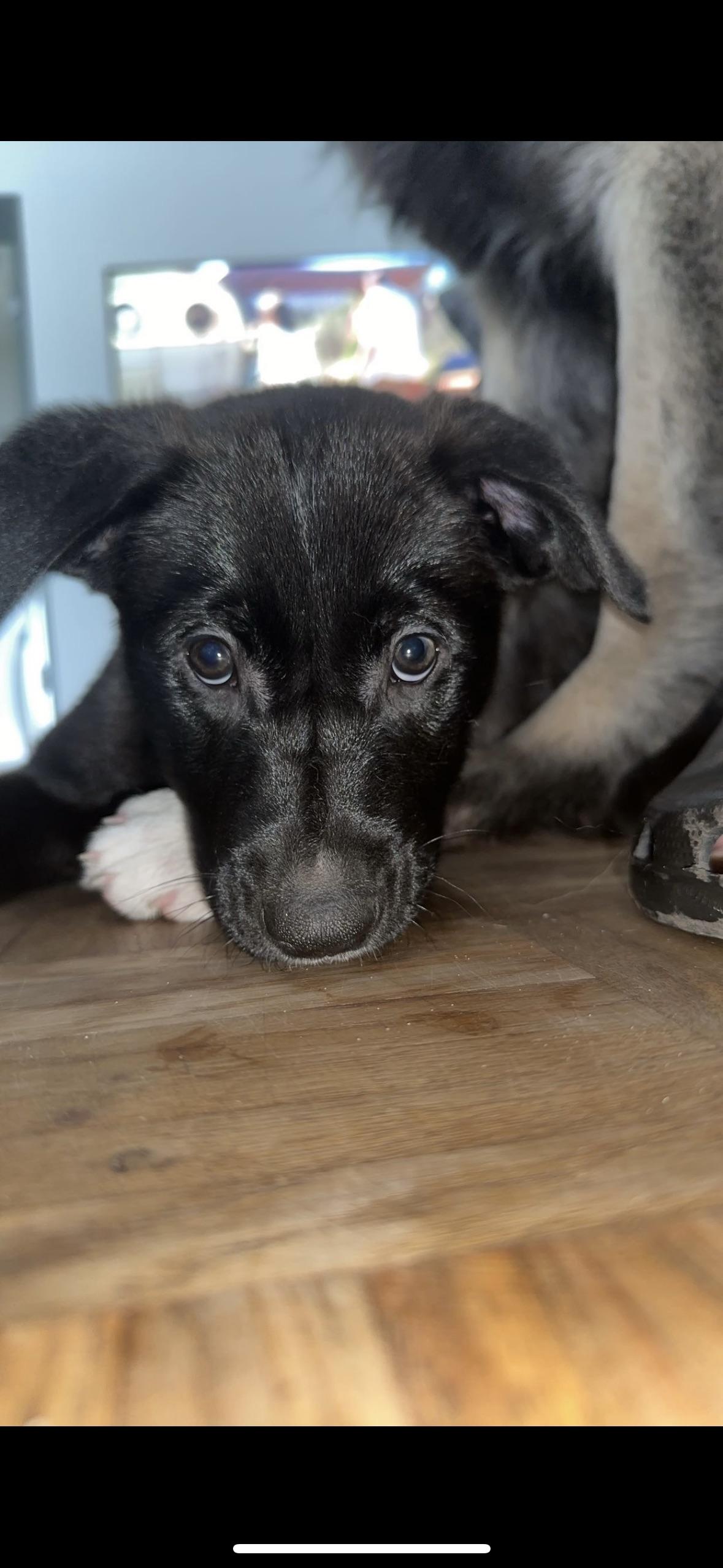 What breed? | Scrolller