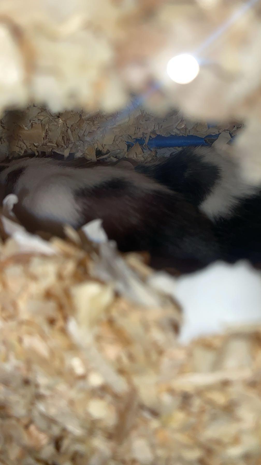 Cuddling in their burrow