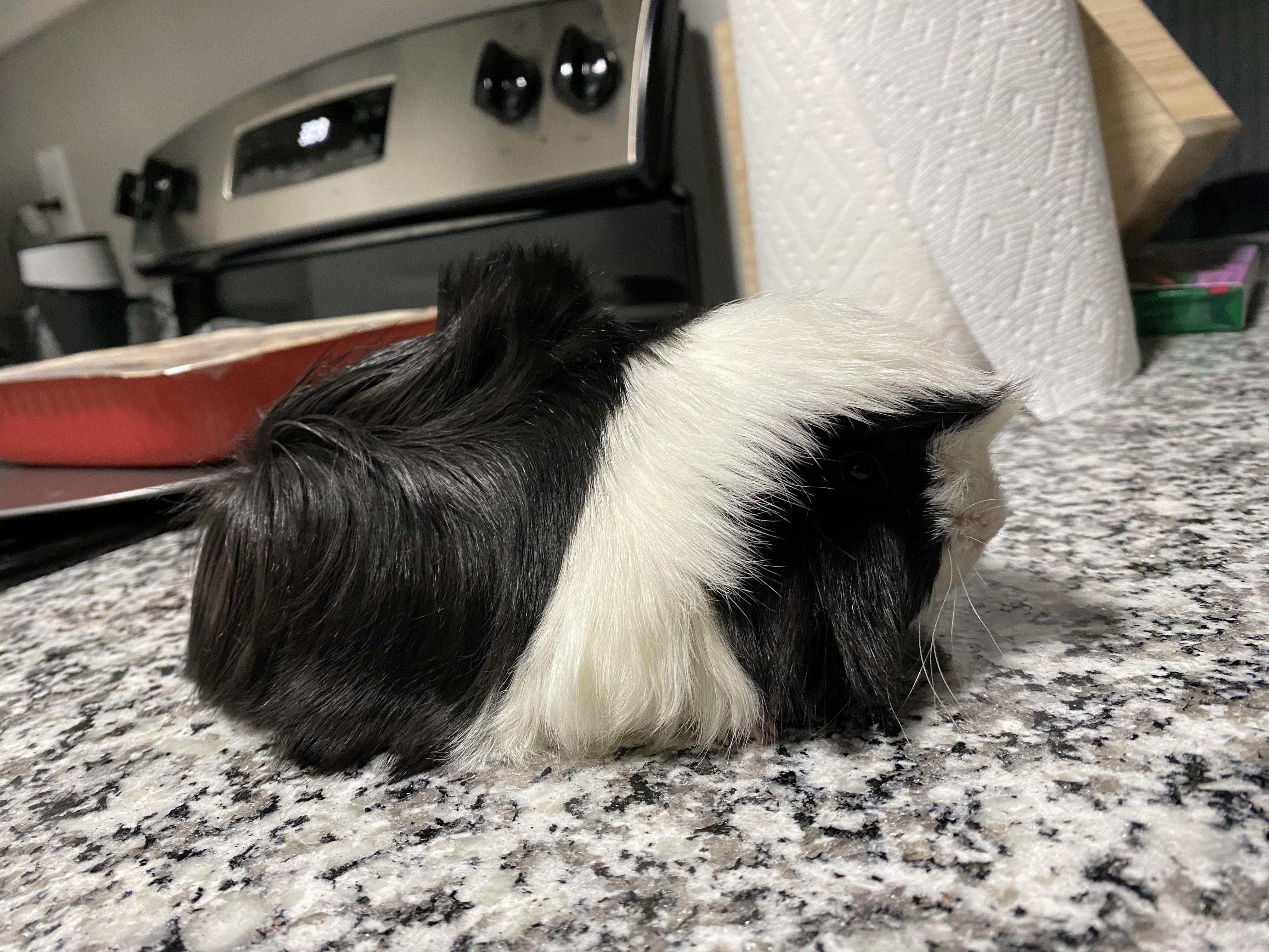 Toby update!! | Scrolller