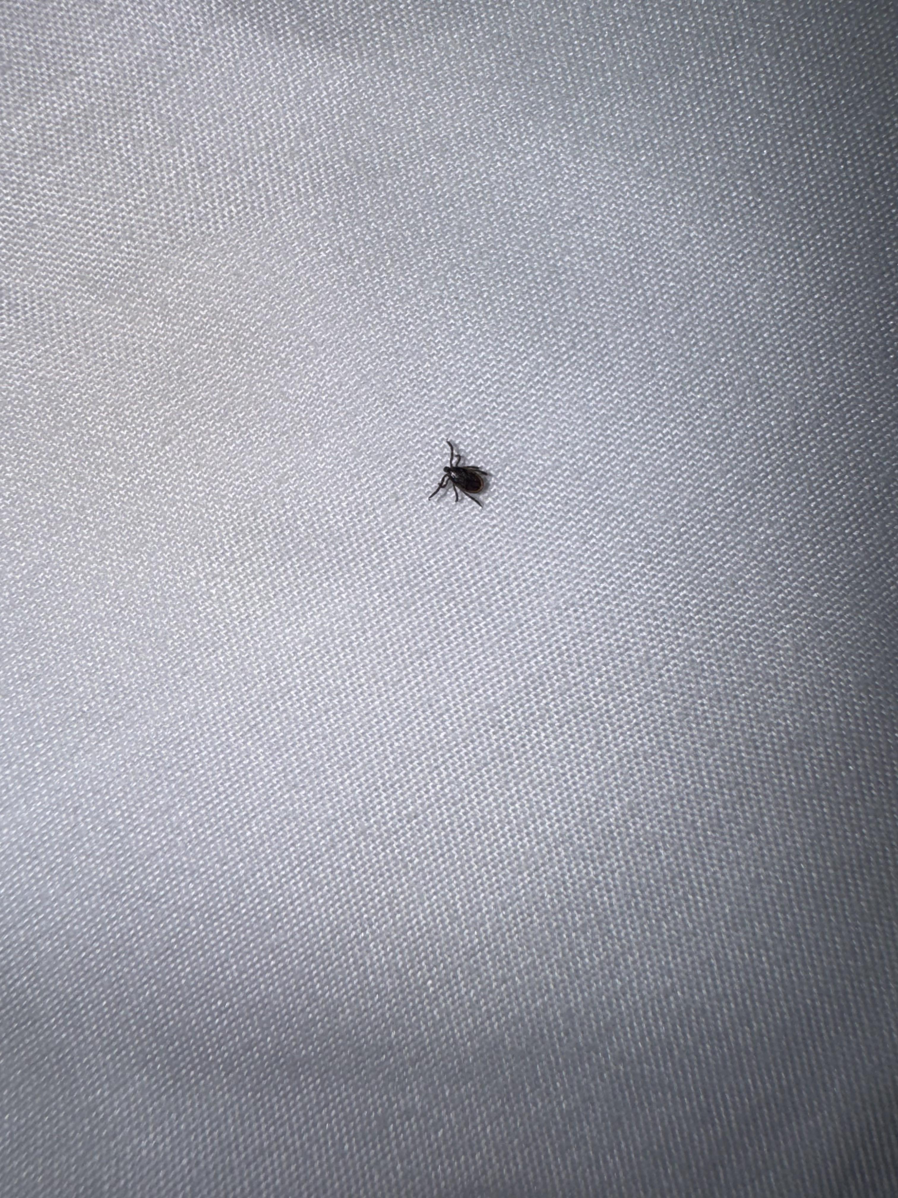 What is this bug? | Scrolller