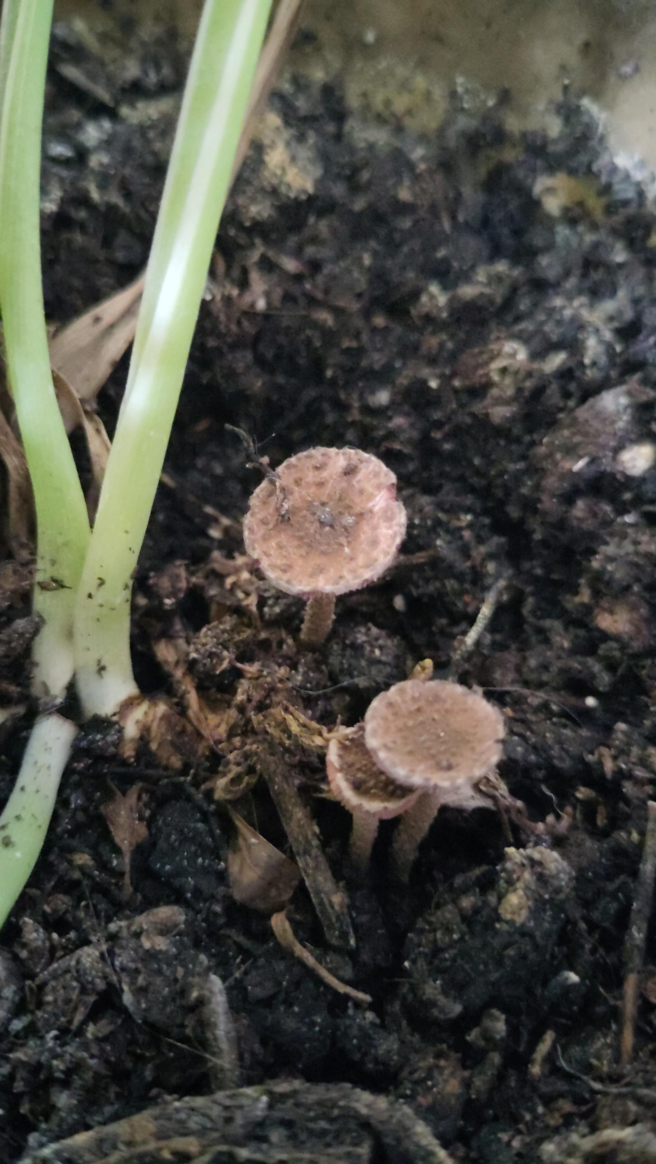 Growing from a house plant. | Scrolller