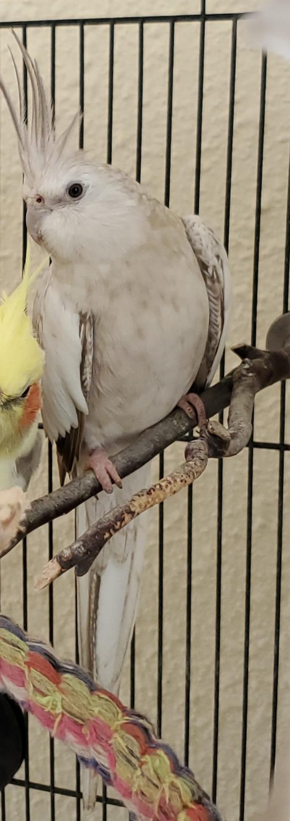 Help identifying my rescued female cockatiel's mutation? | Scrolller