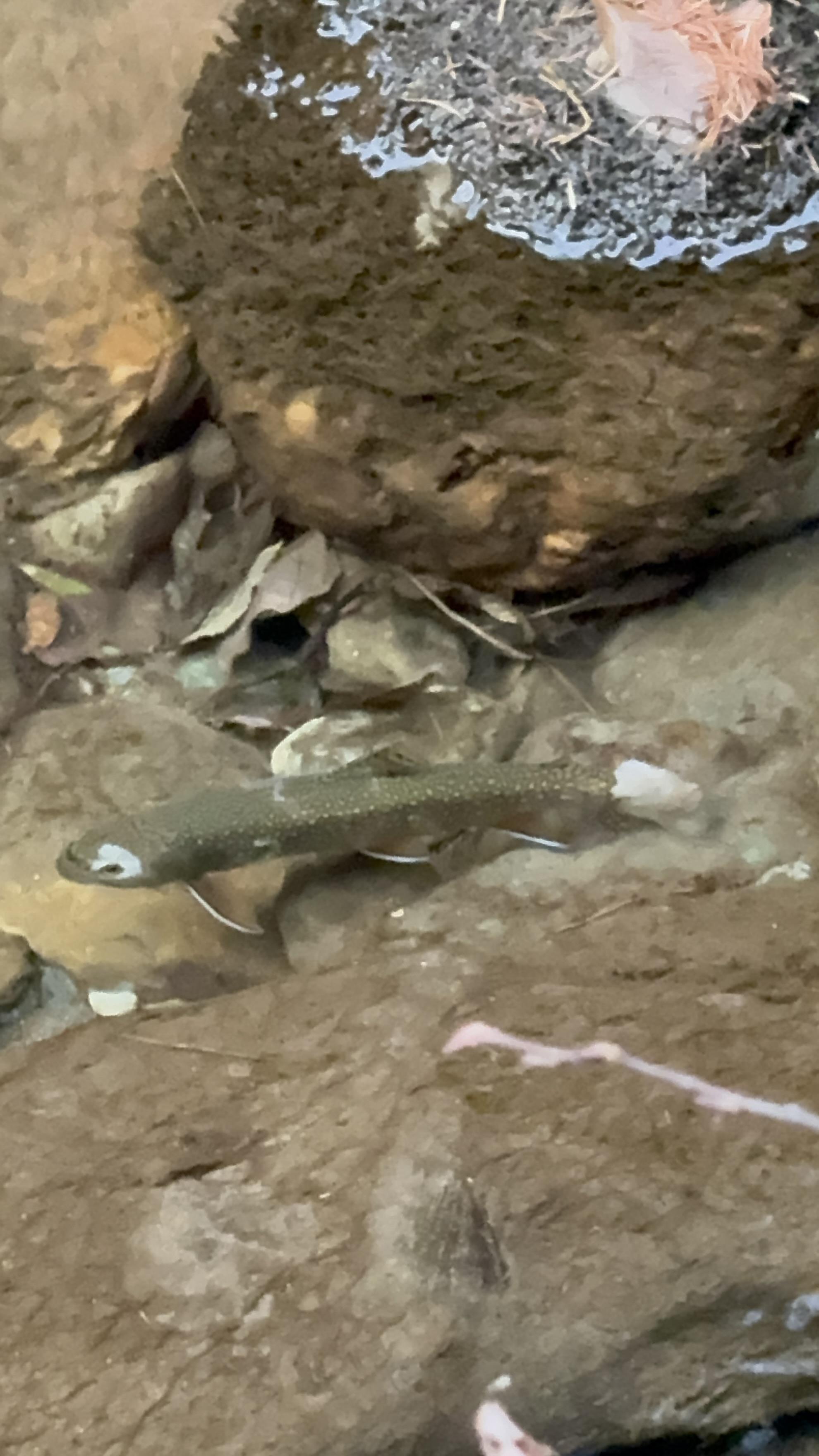 Does somebody know the disease of this brook trout? | Scrolller