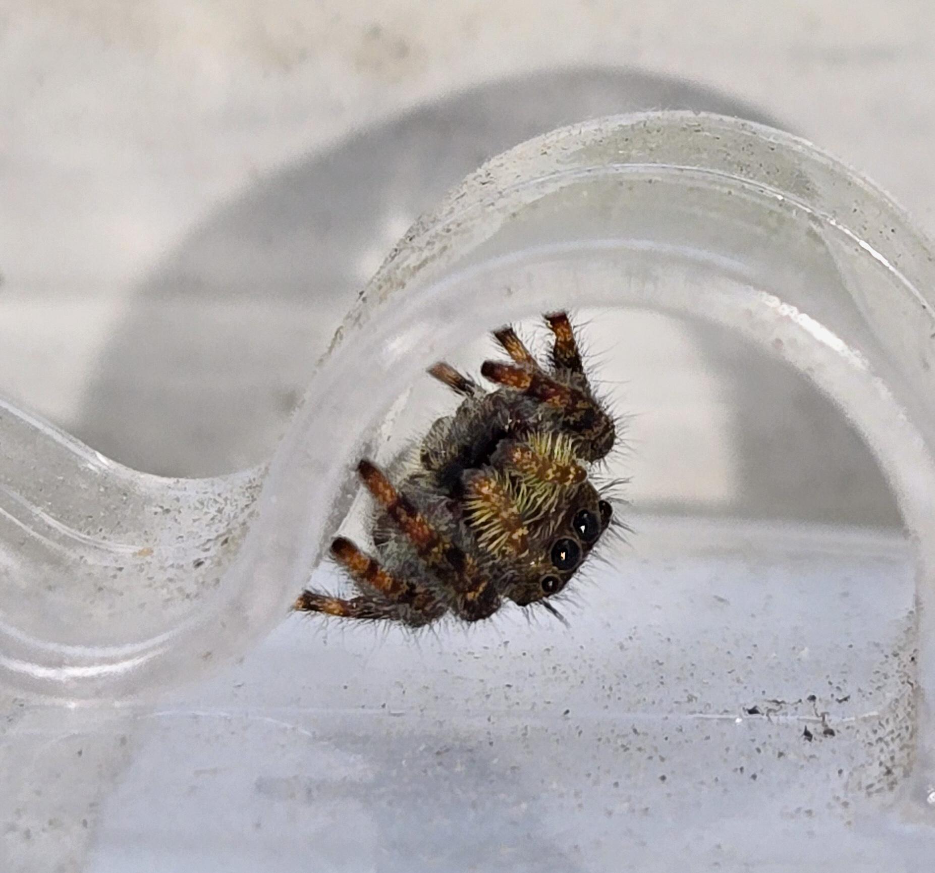 Command Strip | Scrolller