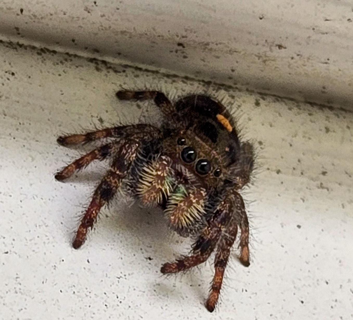 Command Strip | Scrolller