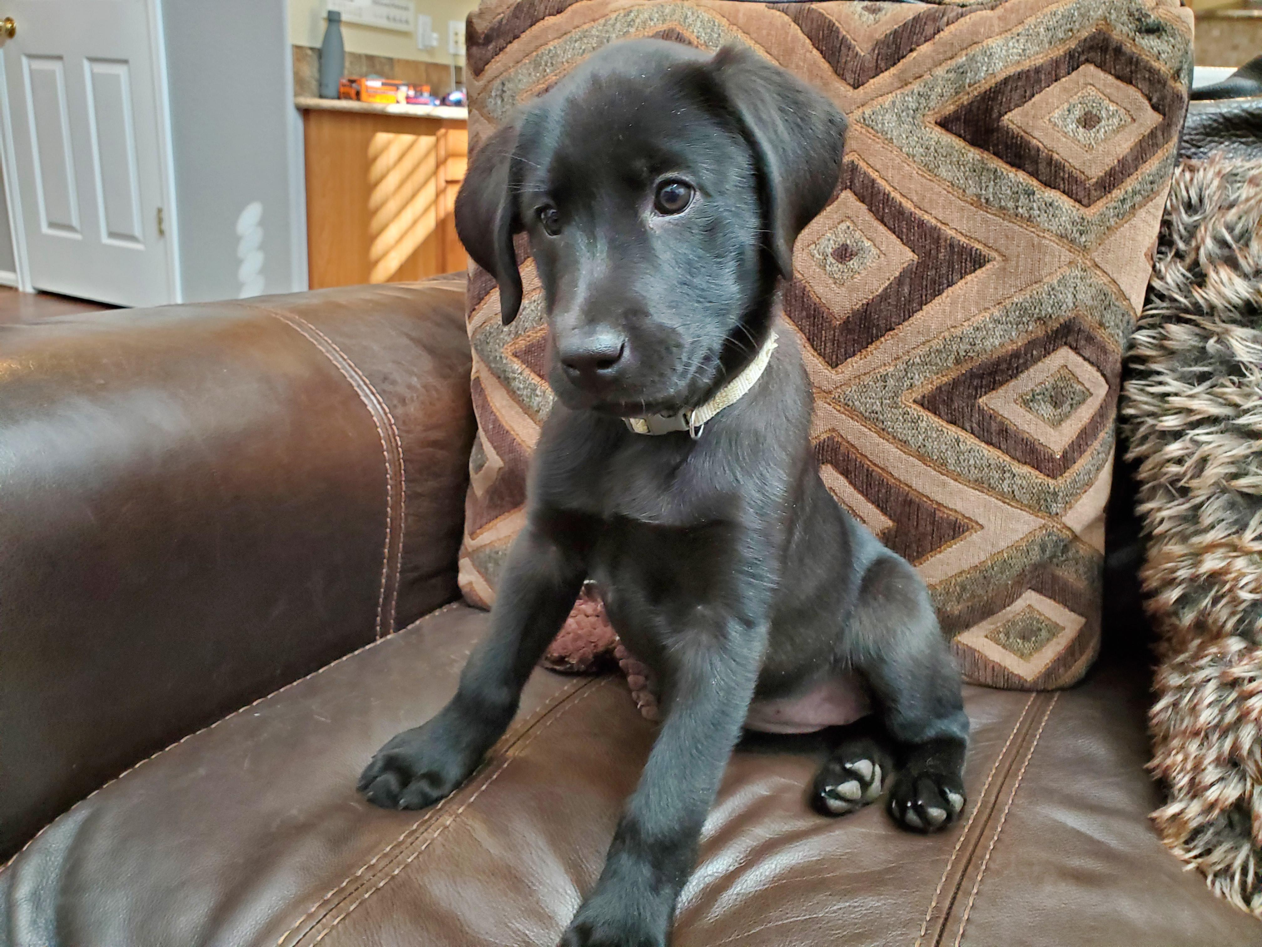 Meet the newest member of our family, Roxy | Scrolller