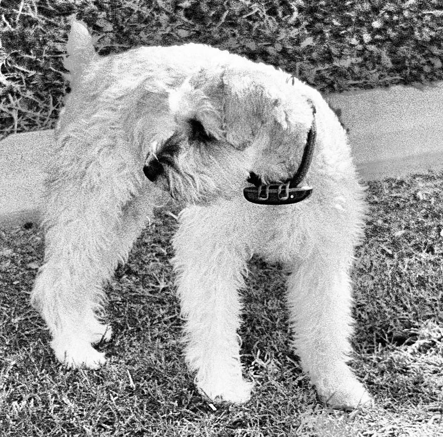 Minolta Maxxum a7, Minolta AF f/1.4 lens, HP5+, box speed. | Scrolller