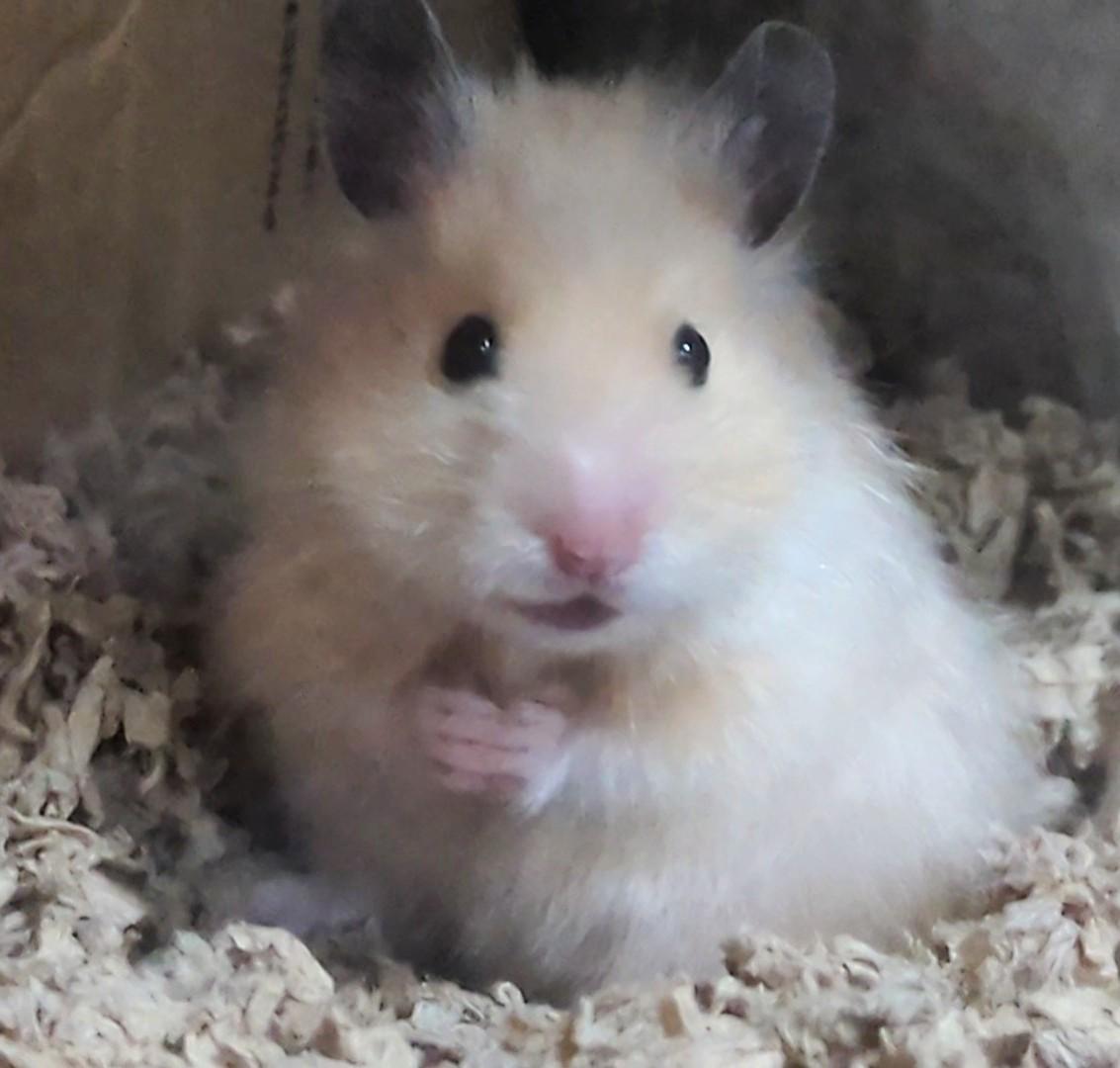 Name my hamster! | Scrolller