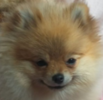 (OC) my happy bean | Scrolller