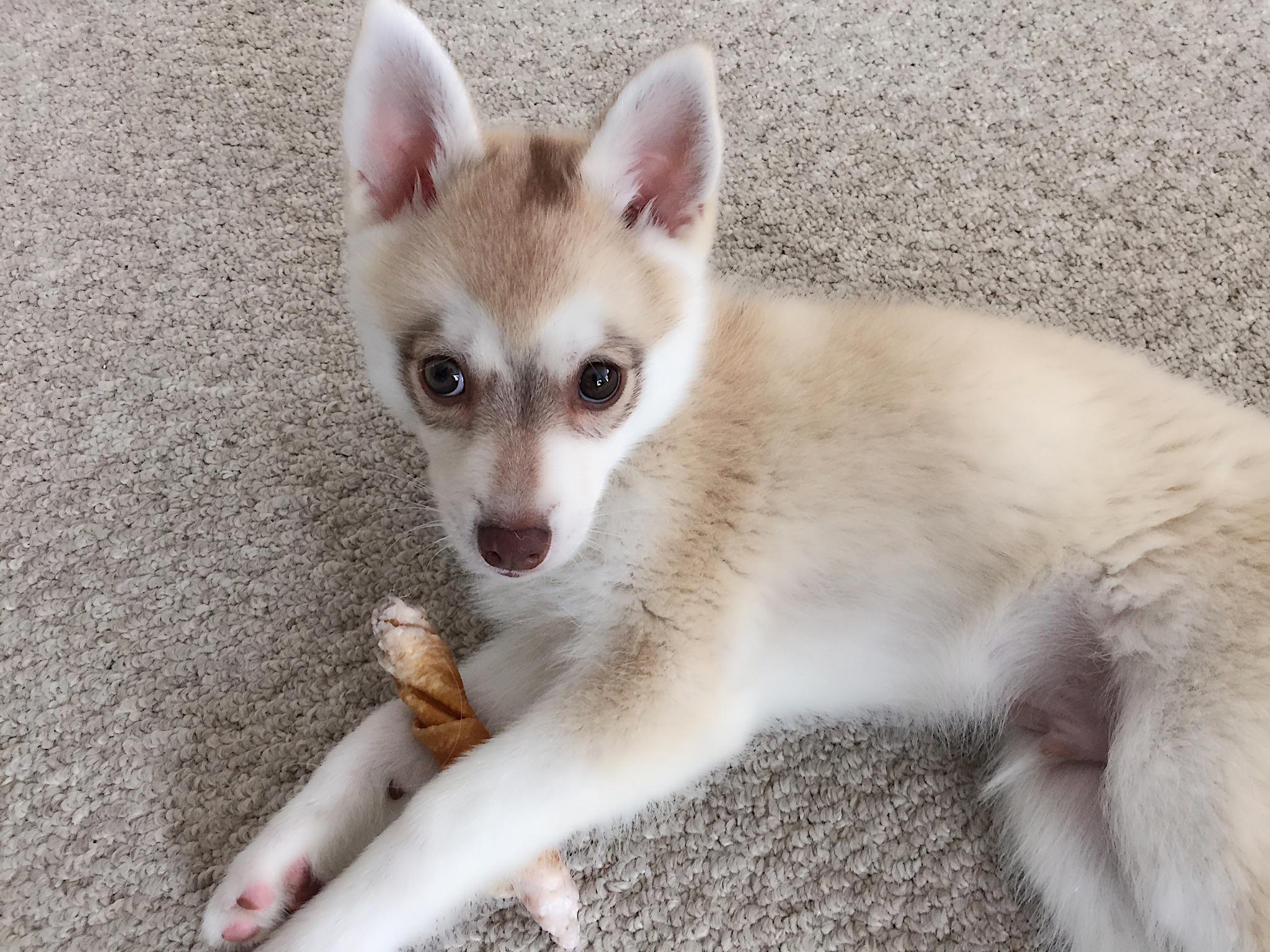 Discover more like Aww: (OC) Logan the Alaskan Klee Kai then and now and Related Content | Scrolller