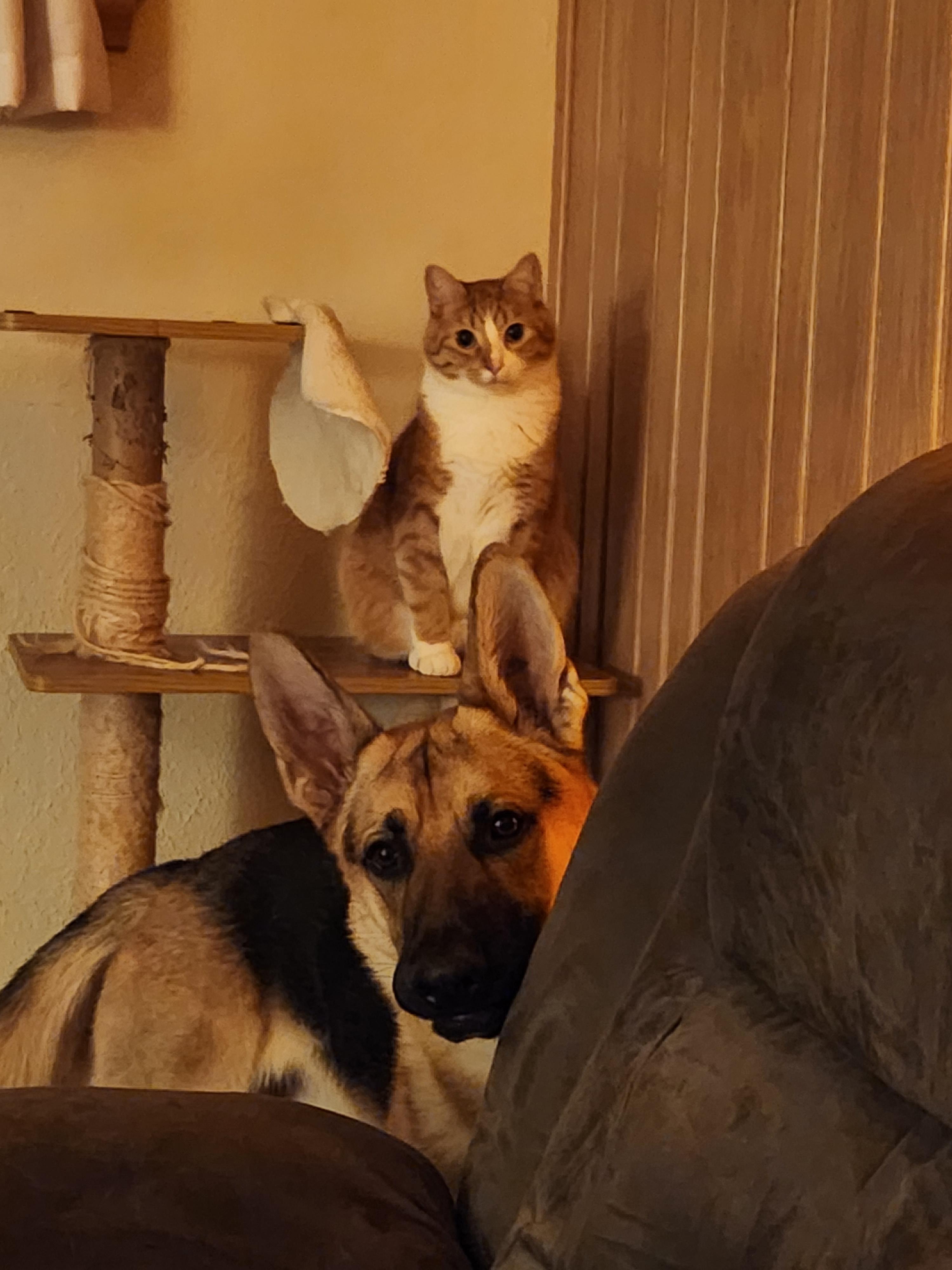 Boy Scout | Scrolller