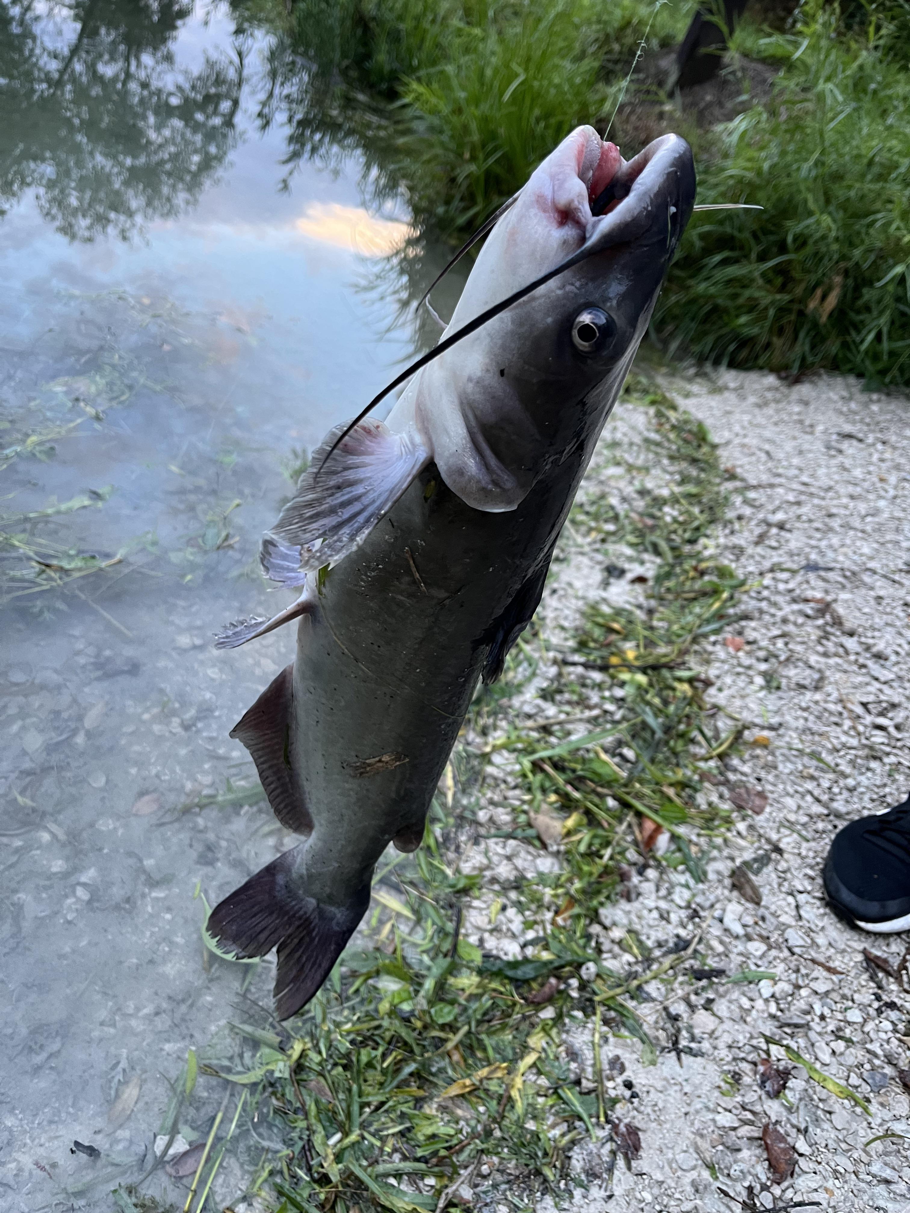 Catfish ID? | Scrolller