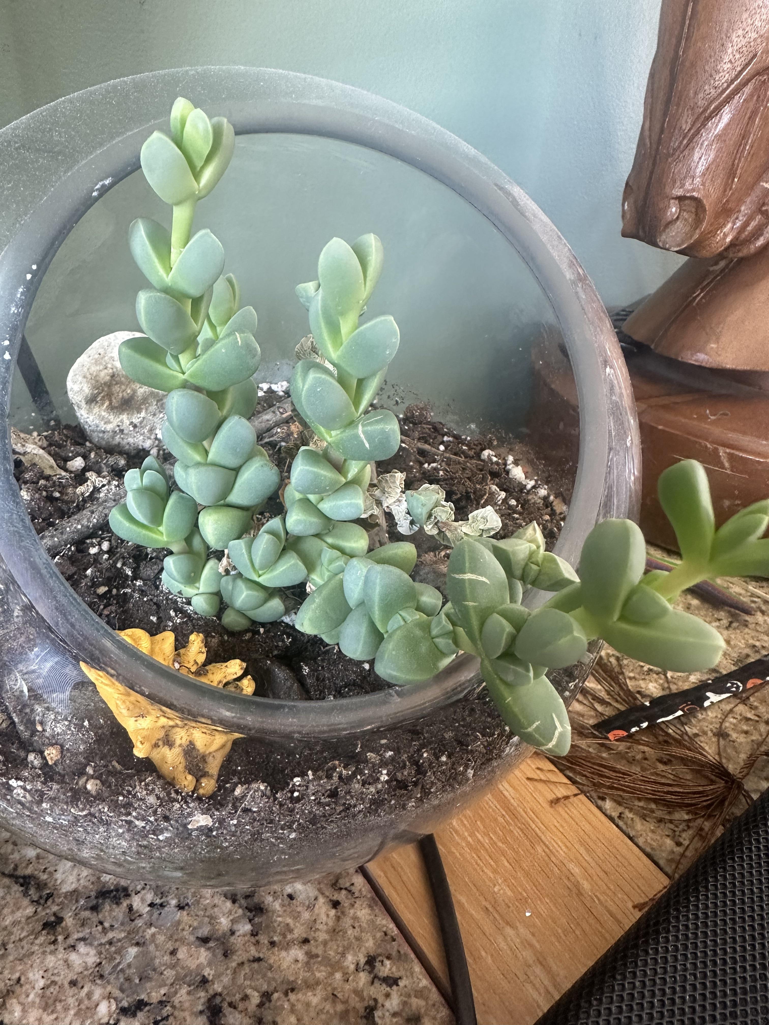 What is this? Succulent? And how do I keep it alive? | Scrolller
