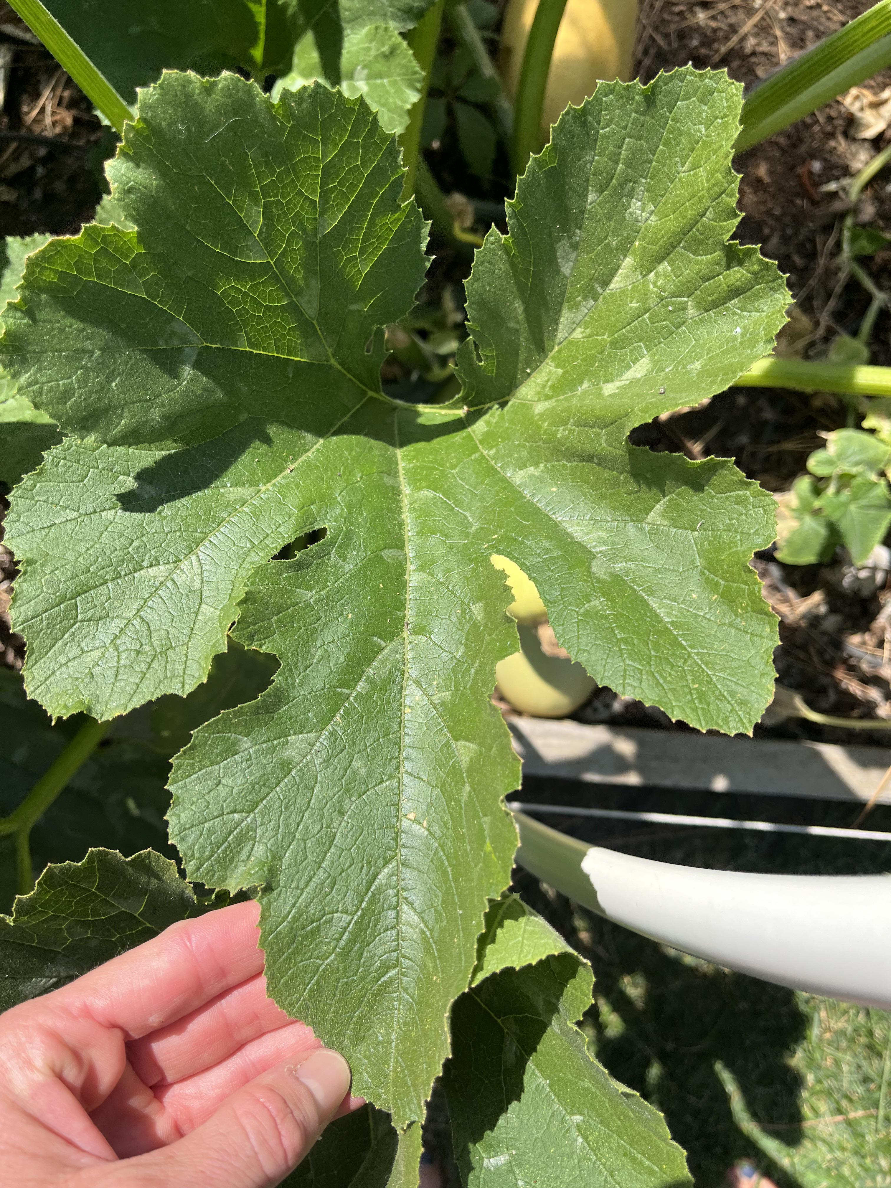 What kind of squash plant is this? | Scrolller