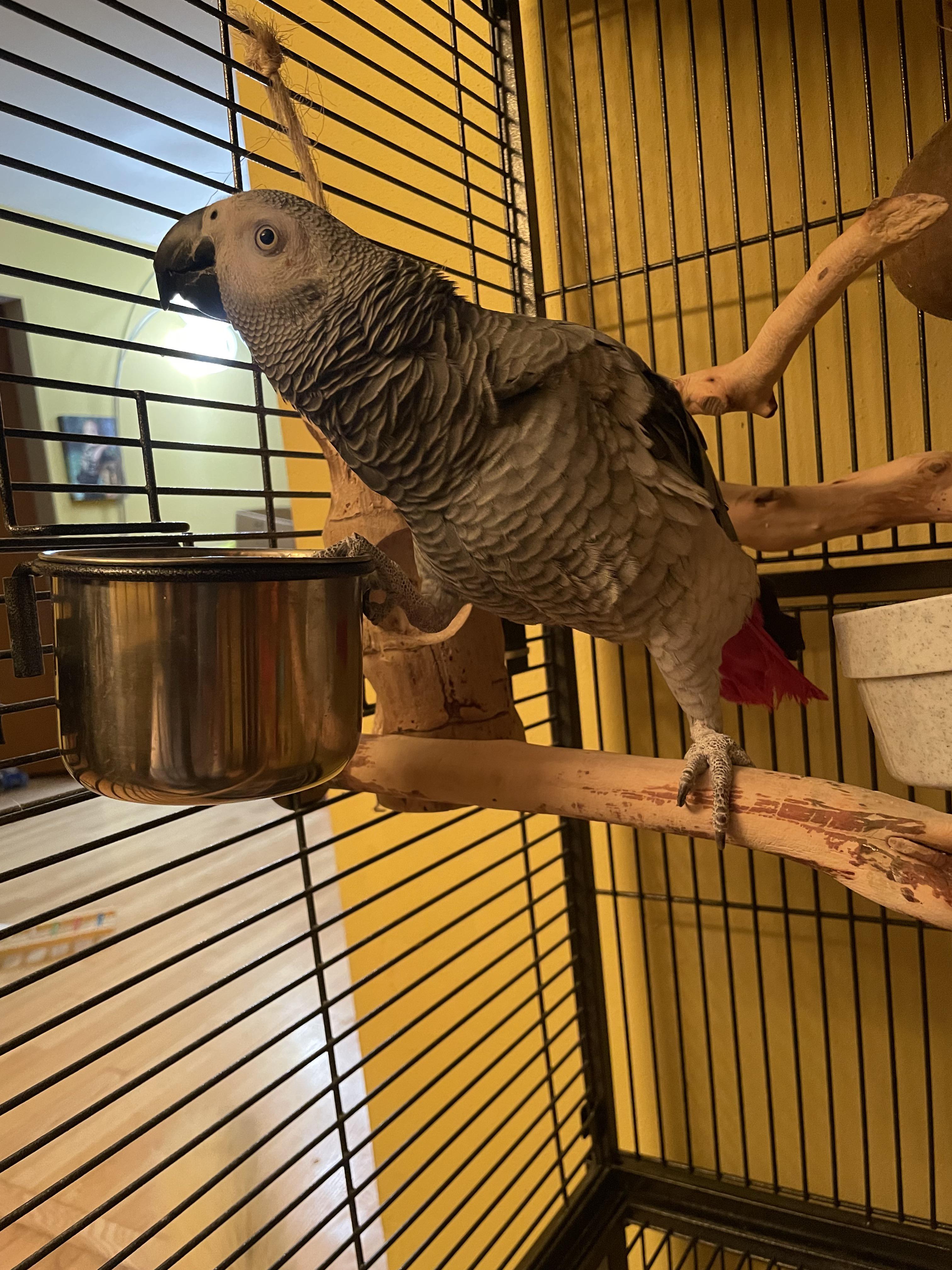 Sharing my handsome new rescue. Meet Lucky, the one winged African grey. :> | Scrolller