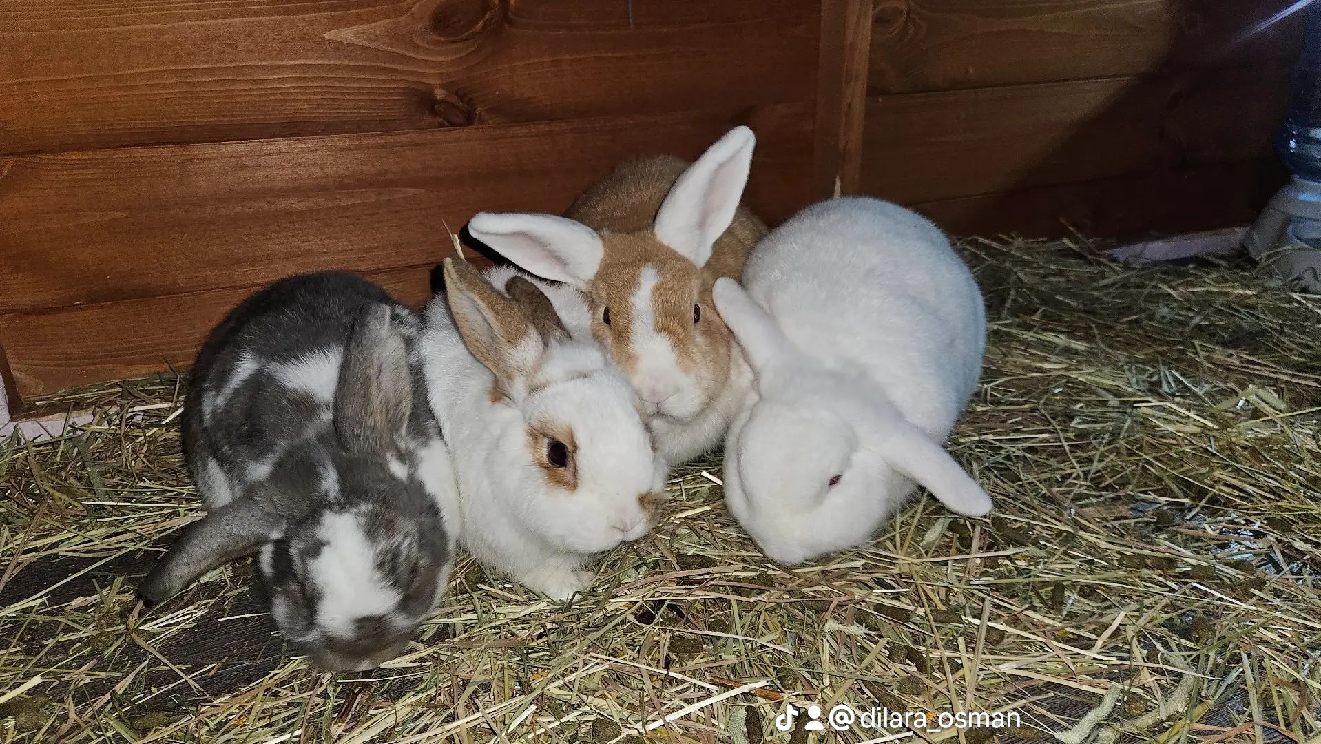 Quad Bonding Week 10 | Scrolller