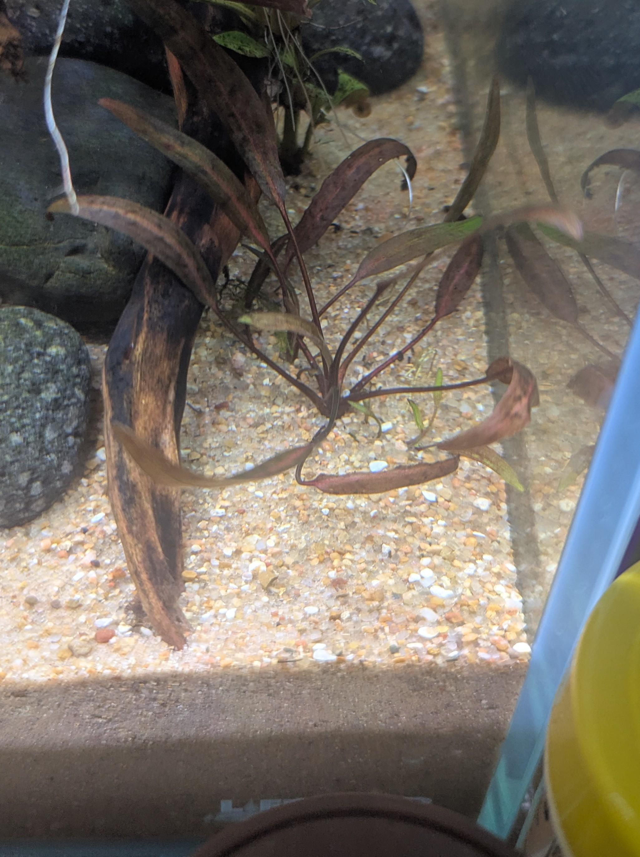 Help identifying plants | Scrolller