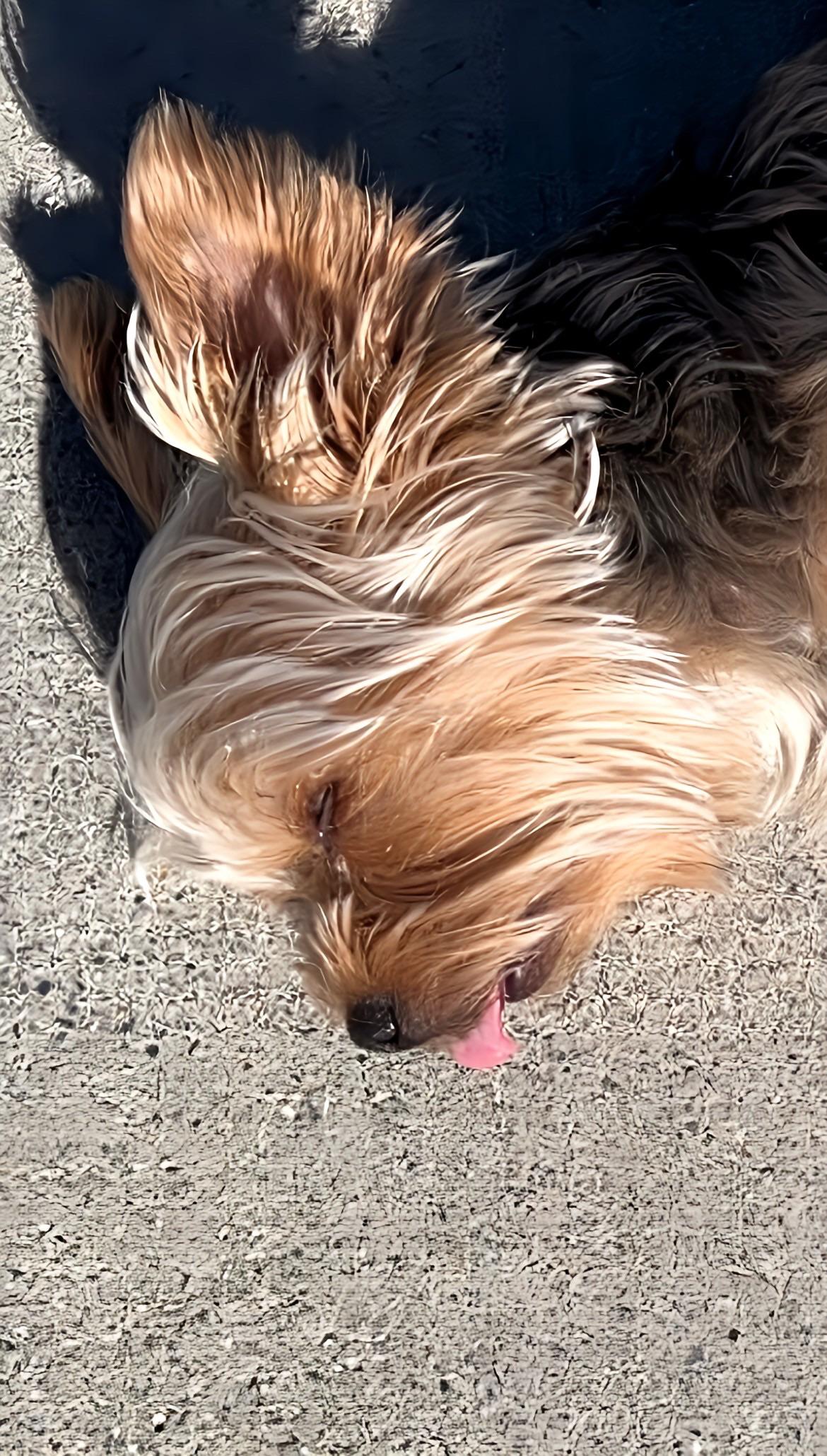 She’s so hot she has to stick her tongue out like a cartoon during her sun nap | Scrolller
