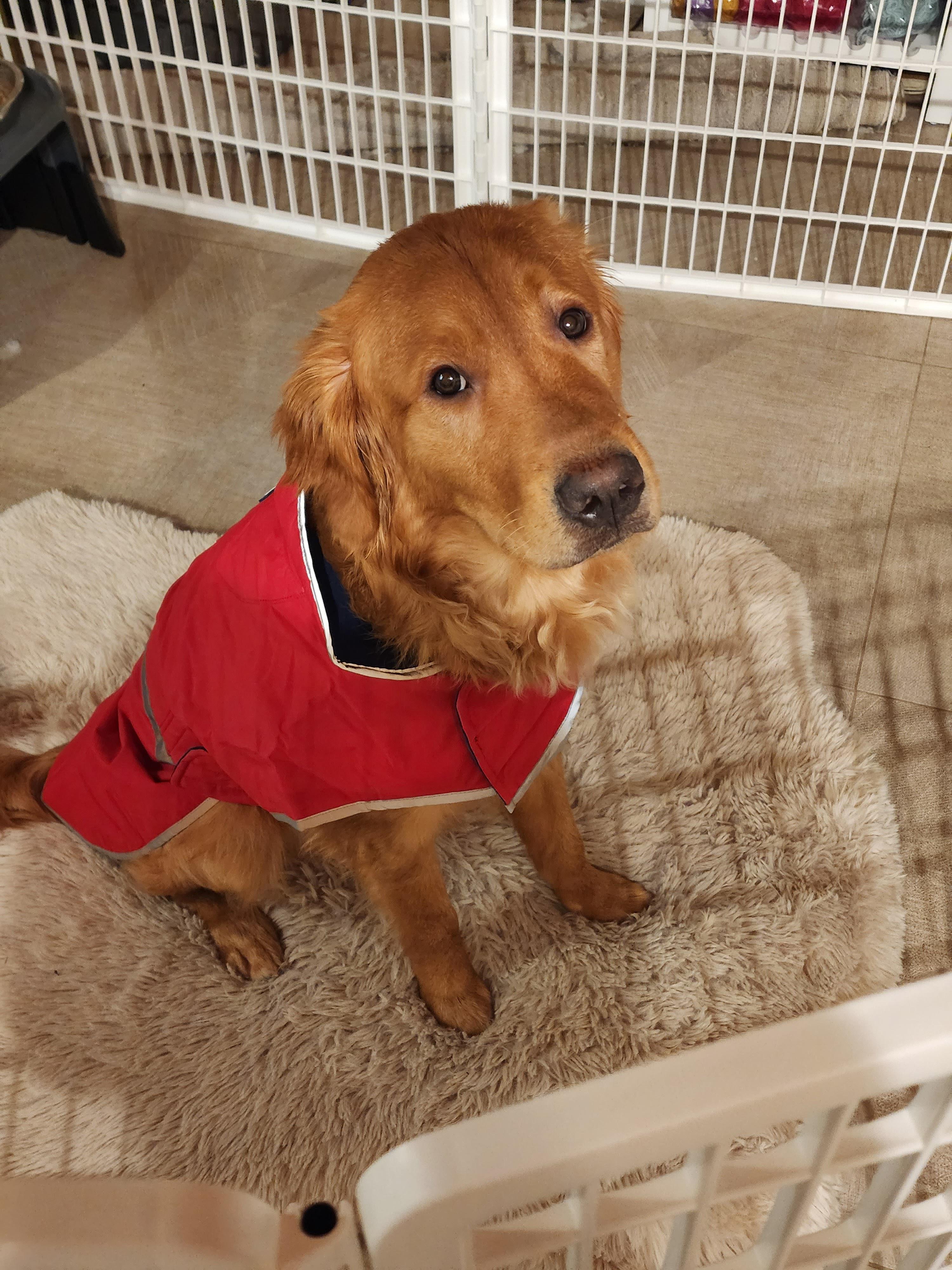 Rhubarb Marmalade modeling his rain coat (OC) | Scrolller