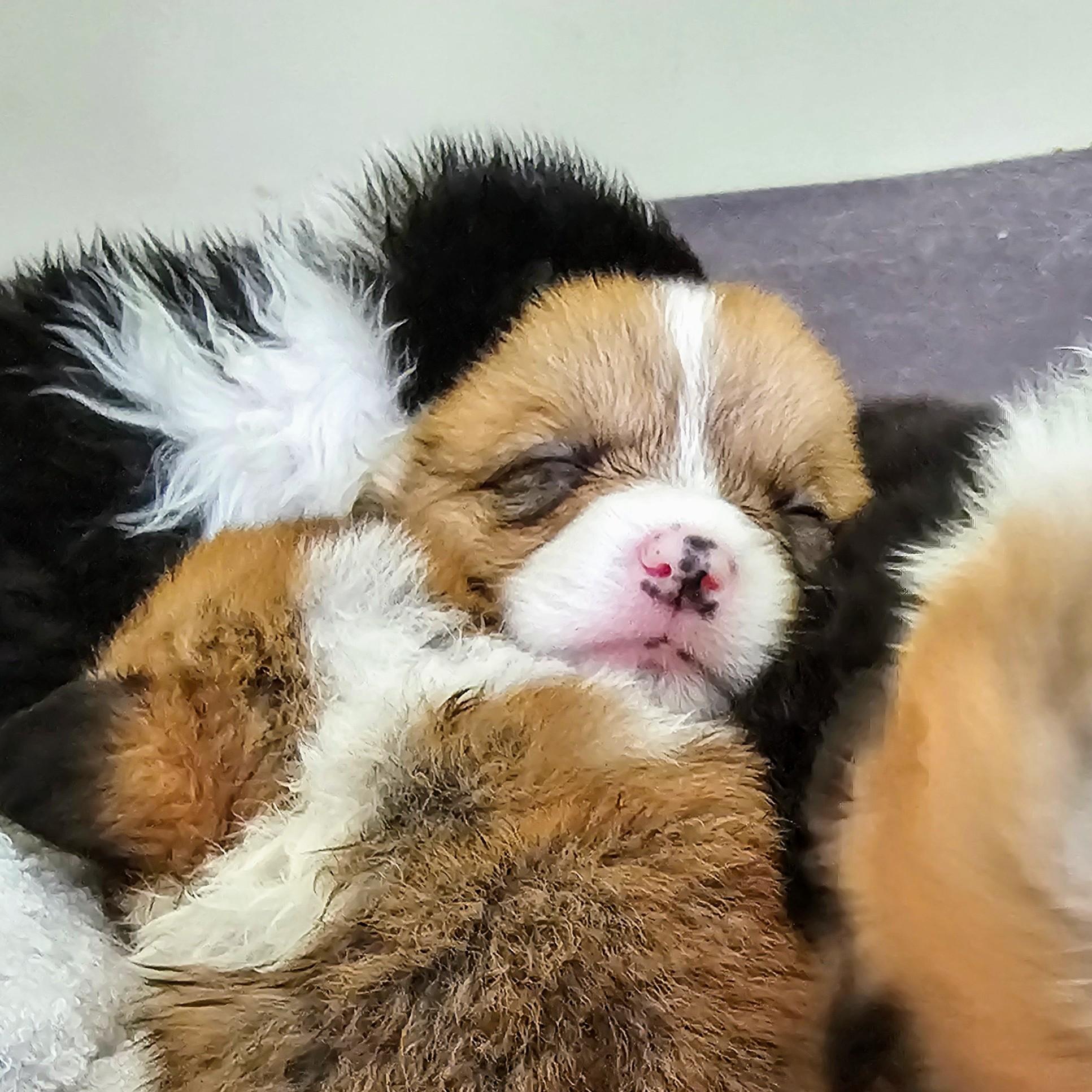 Discover more like Corgi: Outraged! A corgi fur collar?? and Related Content | Scrolller