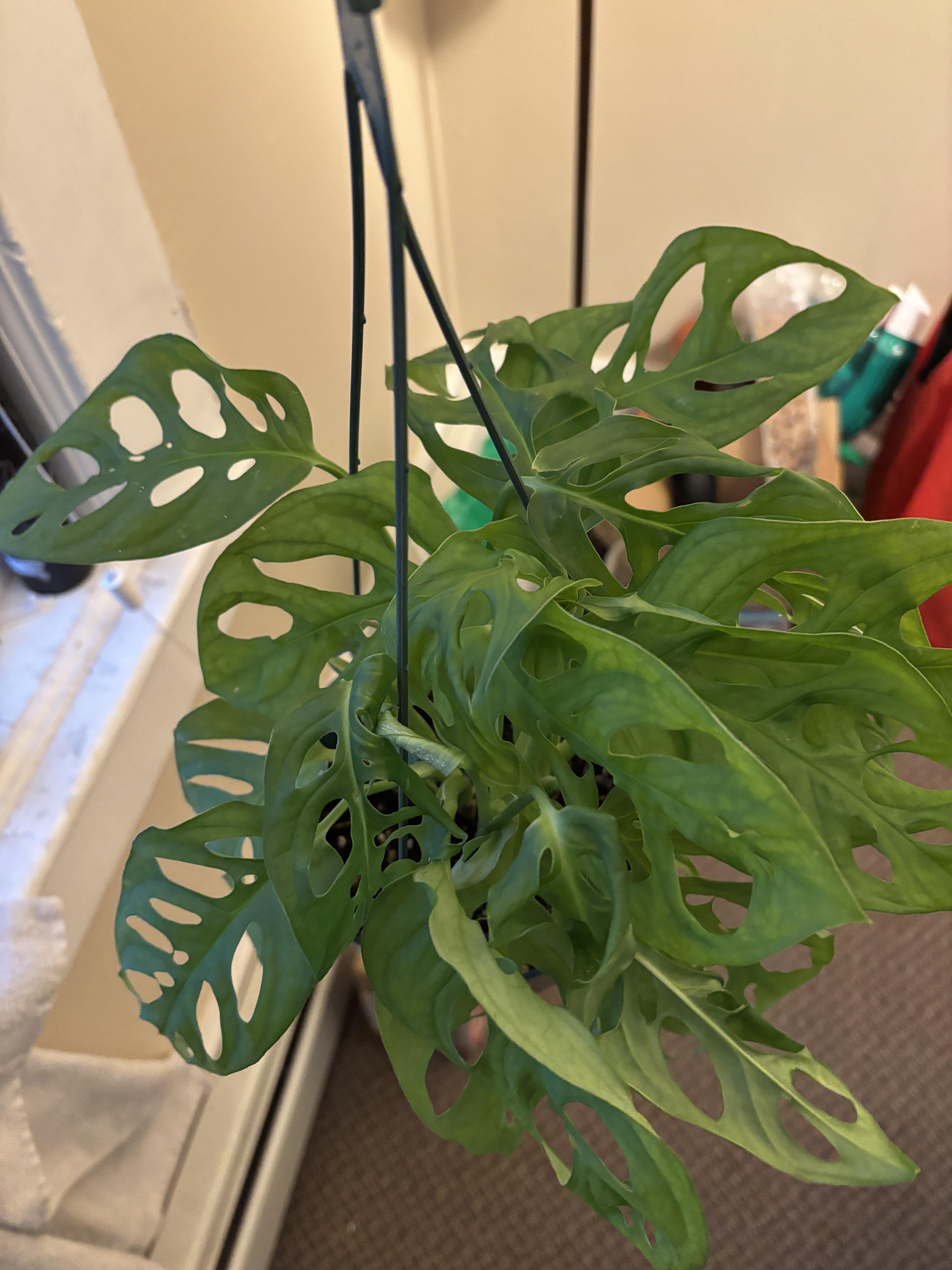 Monstera Adansonii and moss pole? | Scrolller