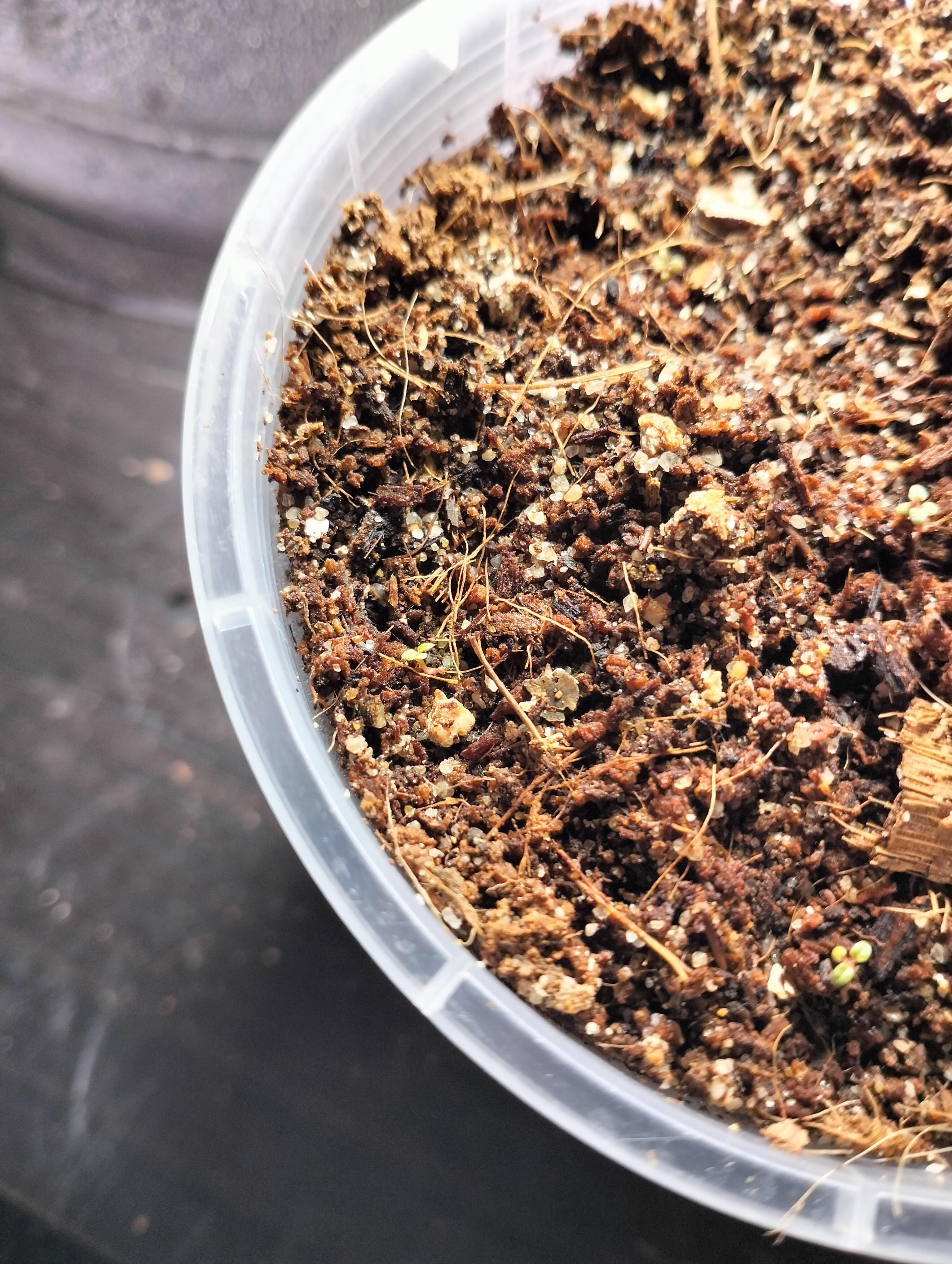 How to grow extremely tiny seedlings? | Scrolller