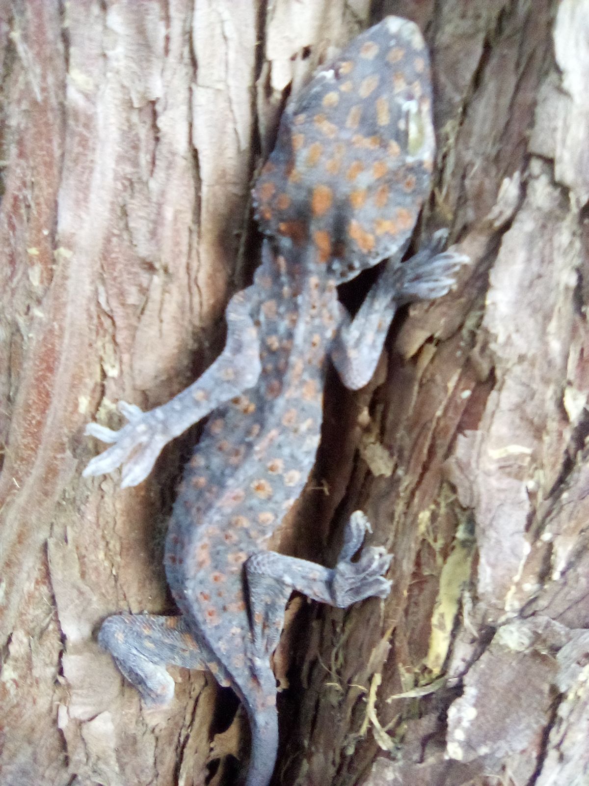 Help IDing | Scrolller