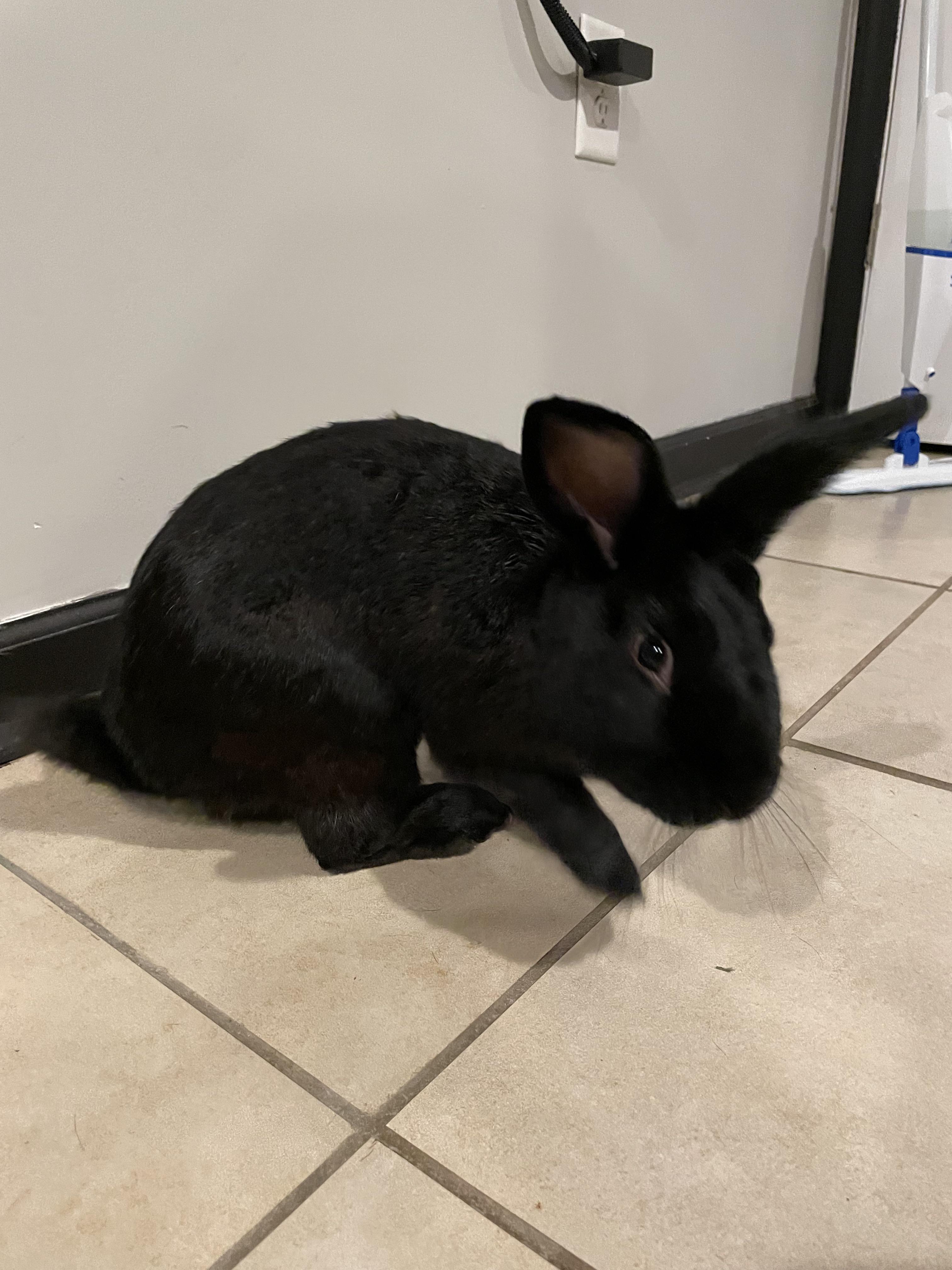 What Breed? | Scrolller