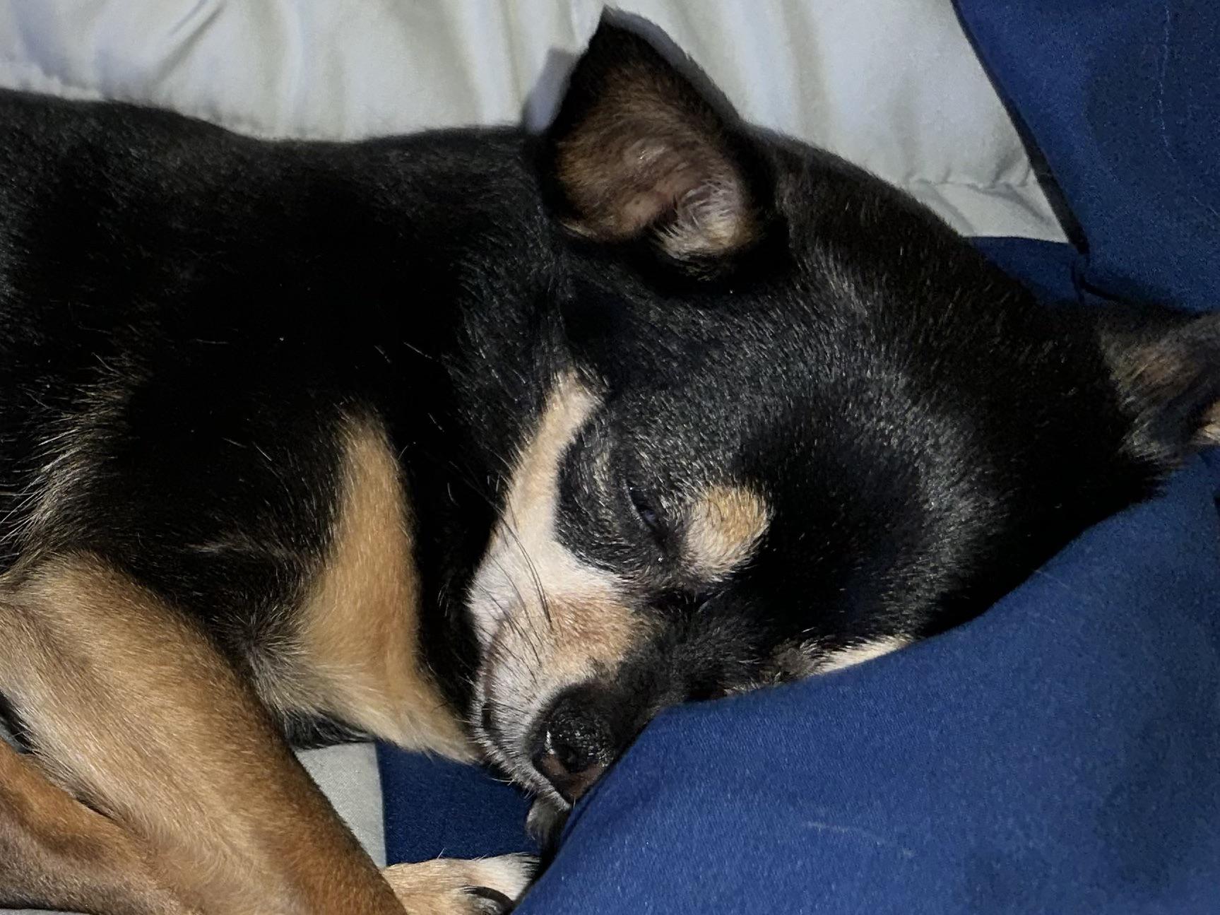 Mr. Carlos peacefully sleeping! | Scrolller