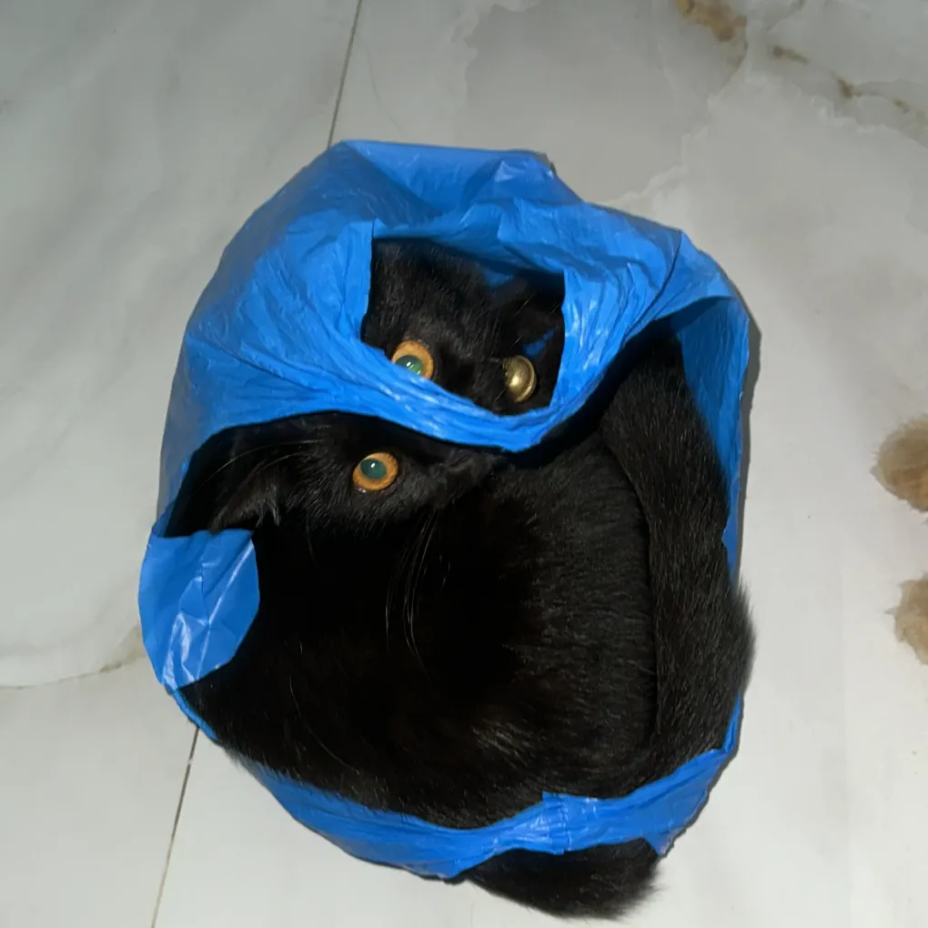 Discover more like Aww: My favorite smol beans and Related Content ...