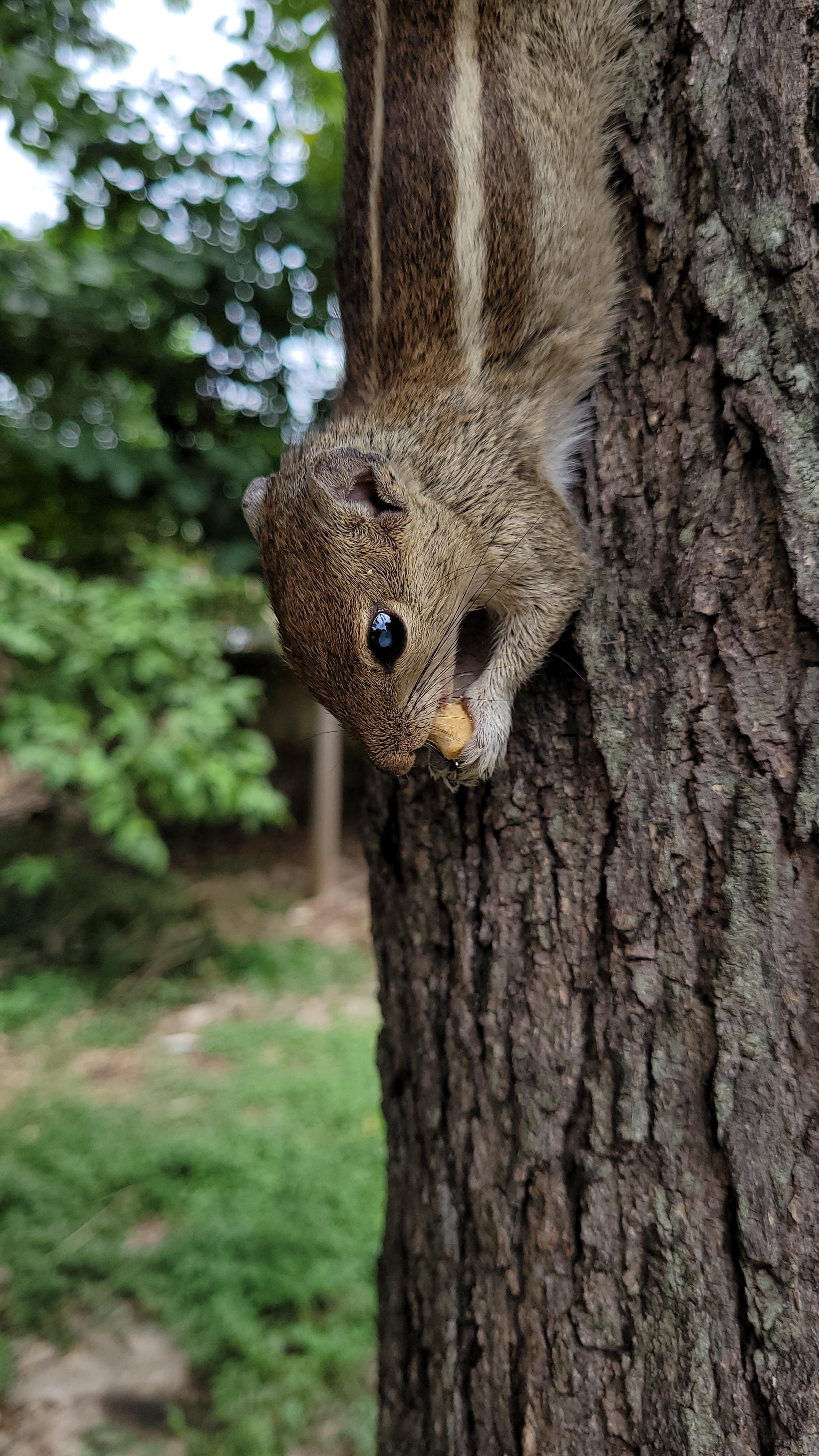 Resident of the neem tree in our yard. | Scrolller
