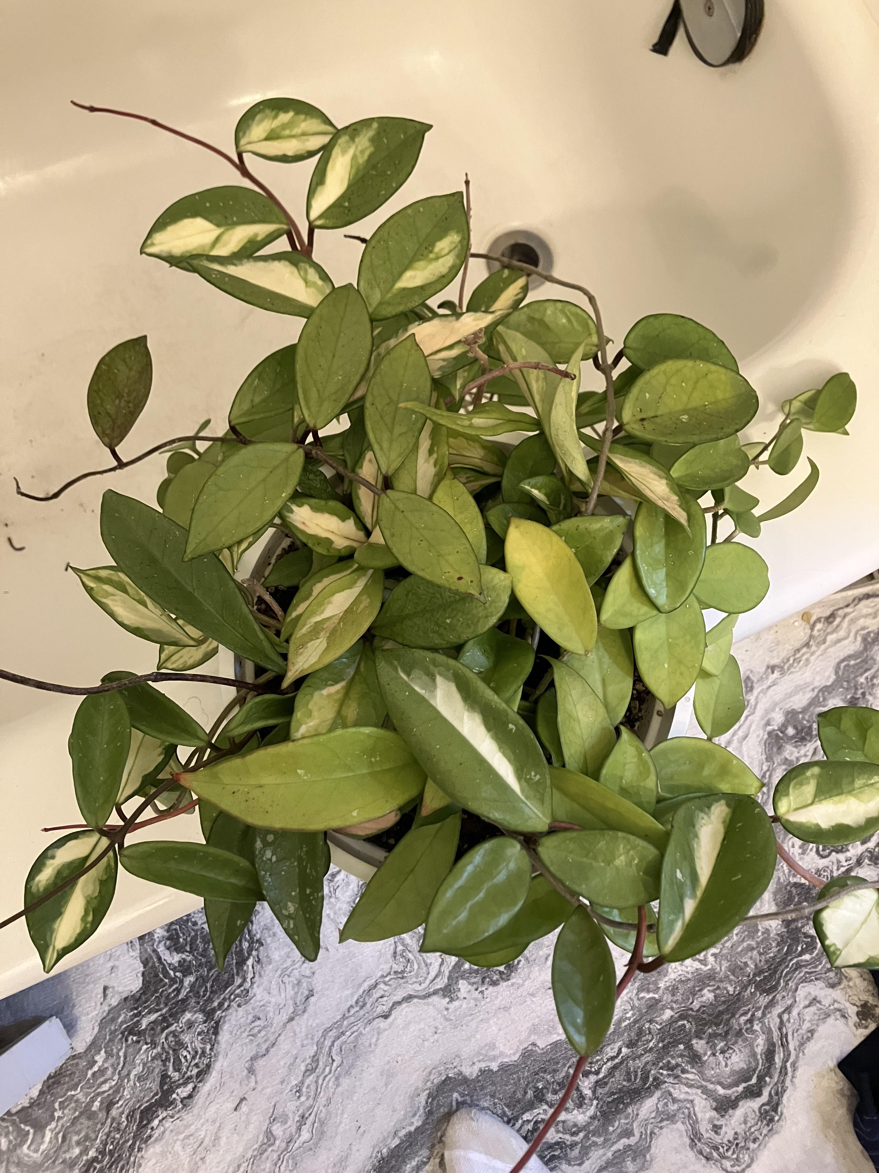 Black spots | Scrolller