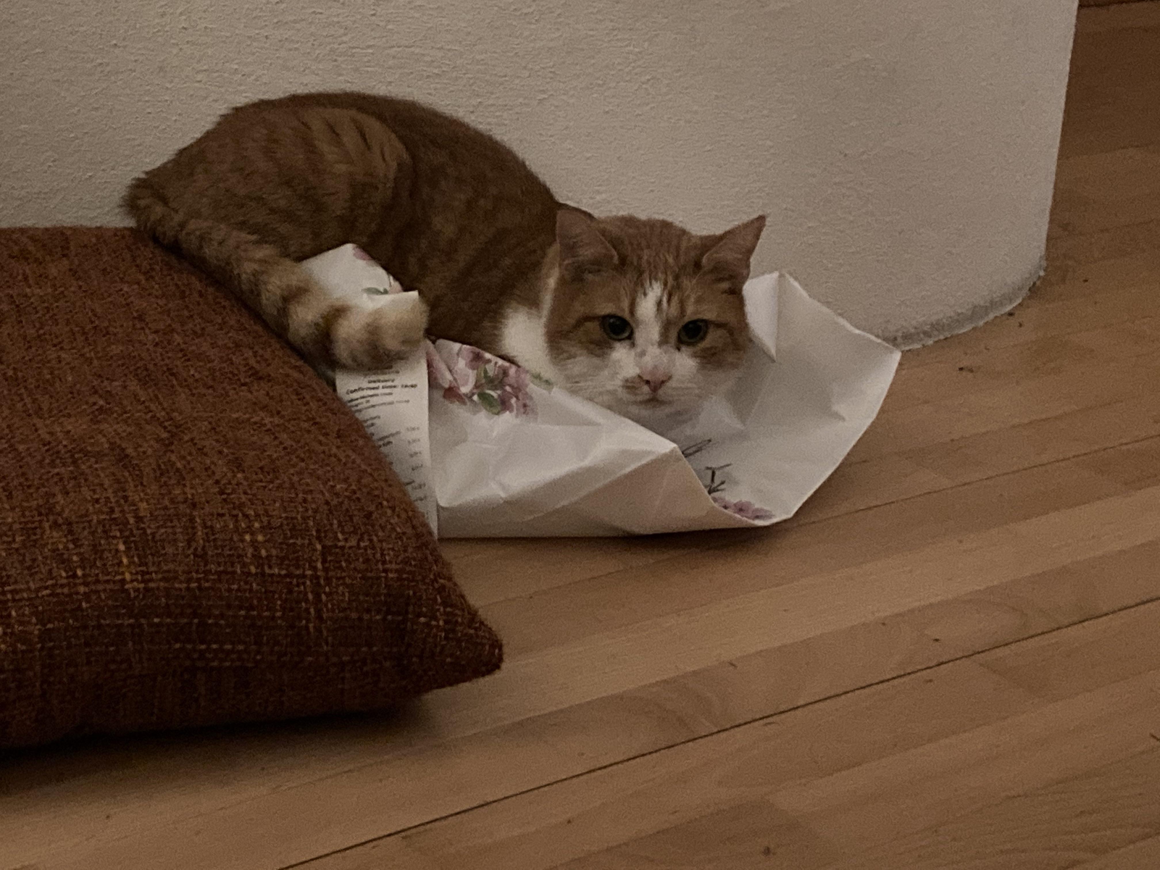 Getting in a paperbag - the elegant way and the oskar way | Scrolller