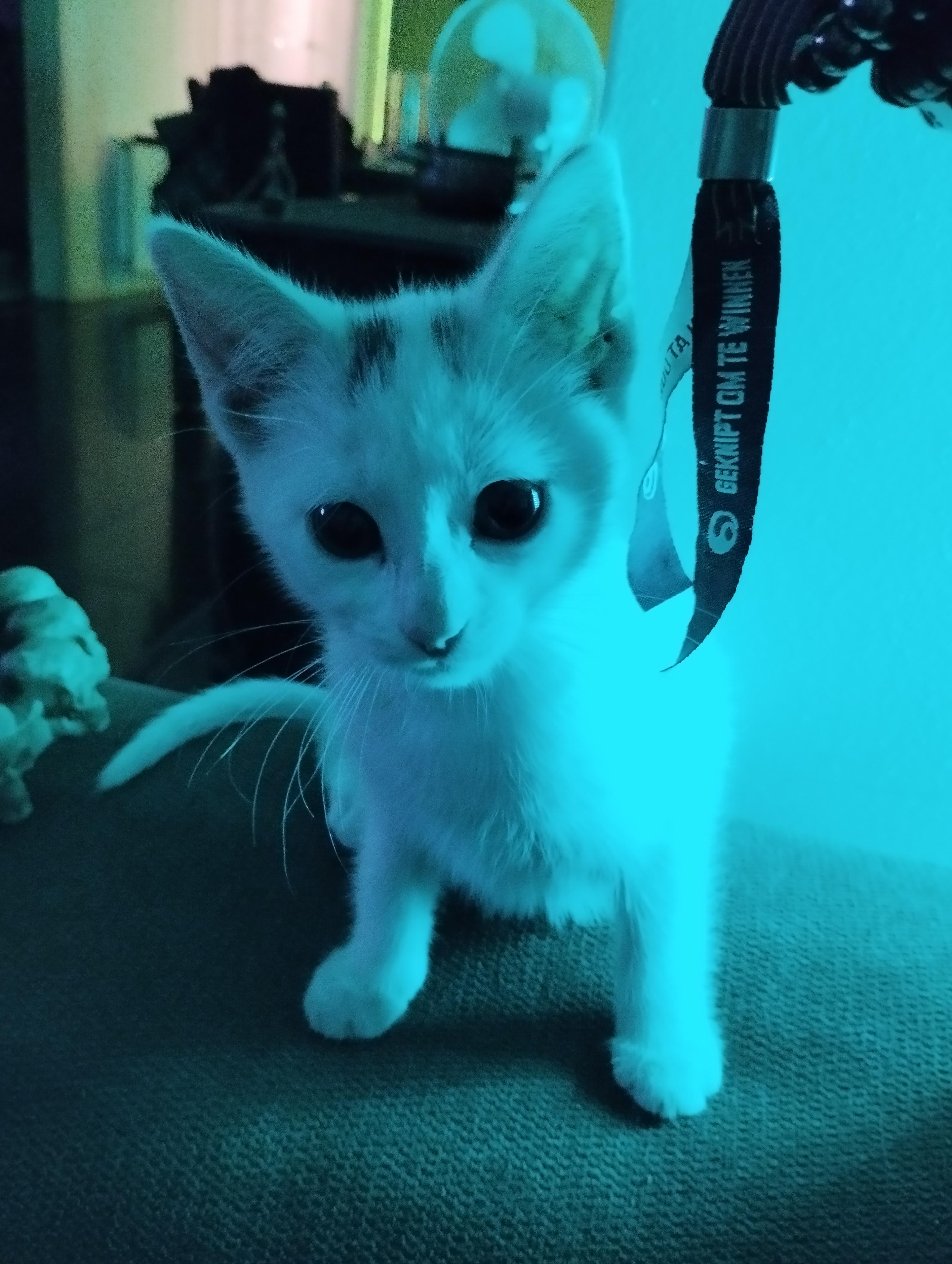 One of my dad's new kittens | Scrolller