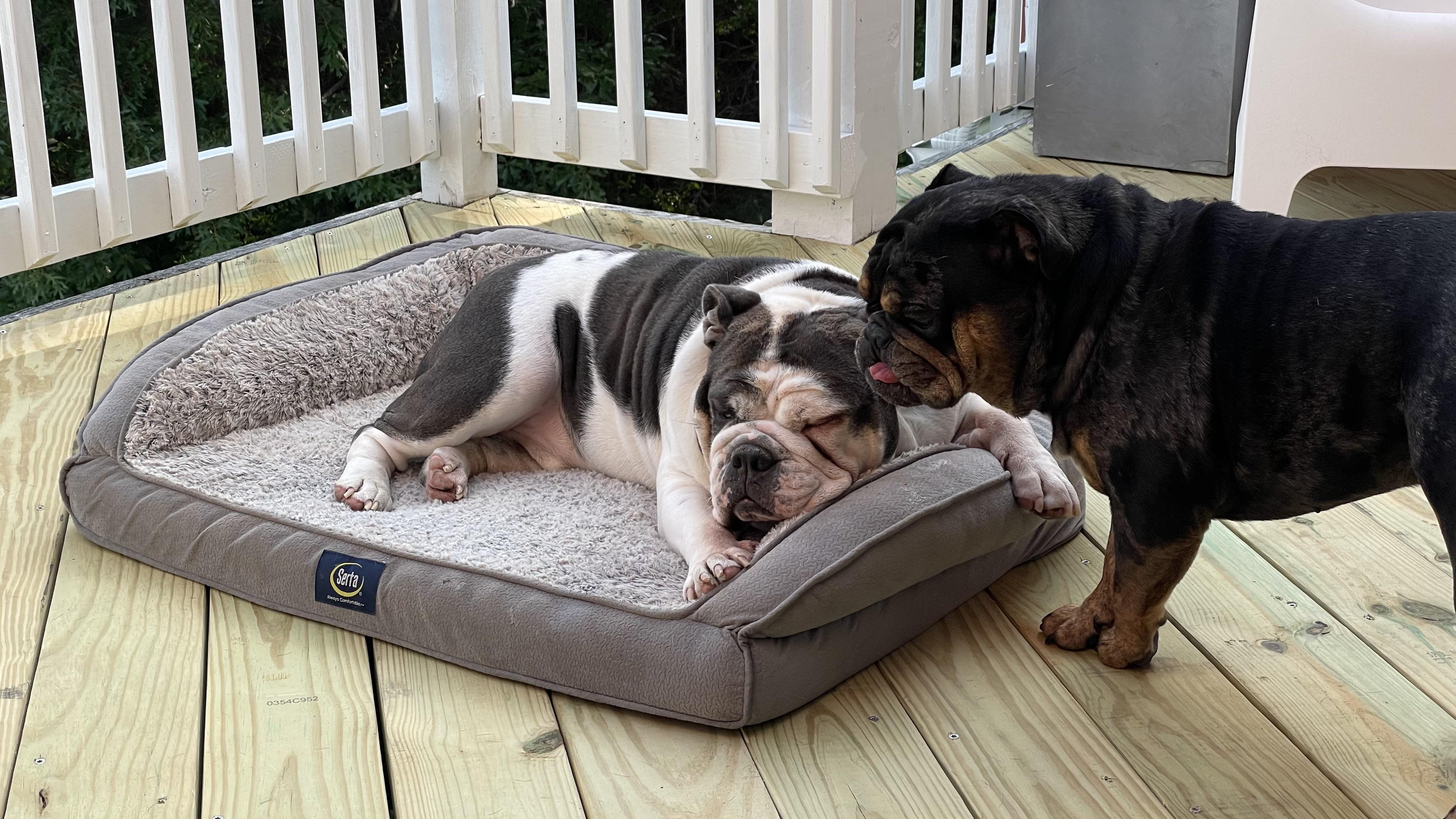 Loving their new deck!! | Scrolller