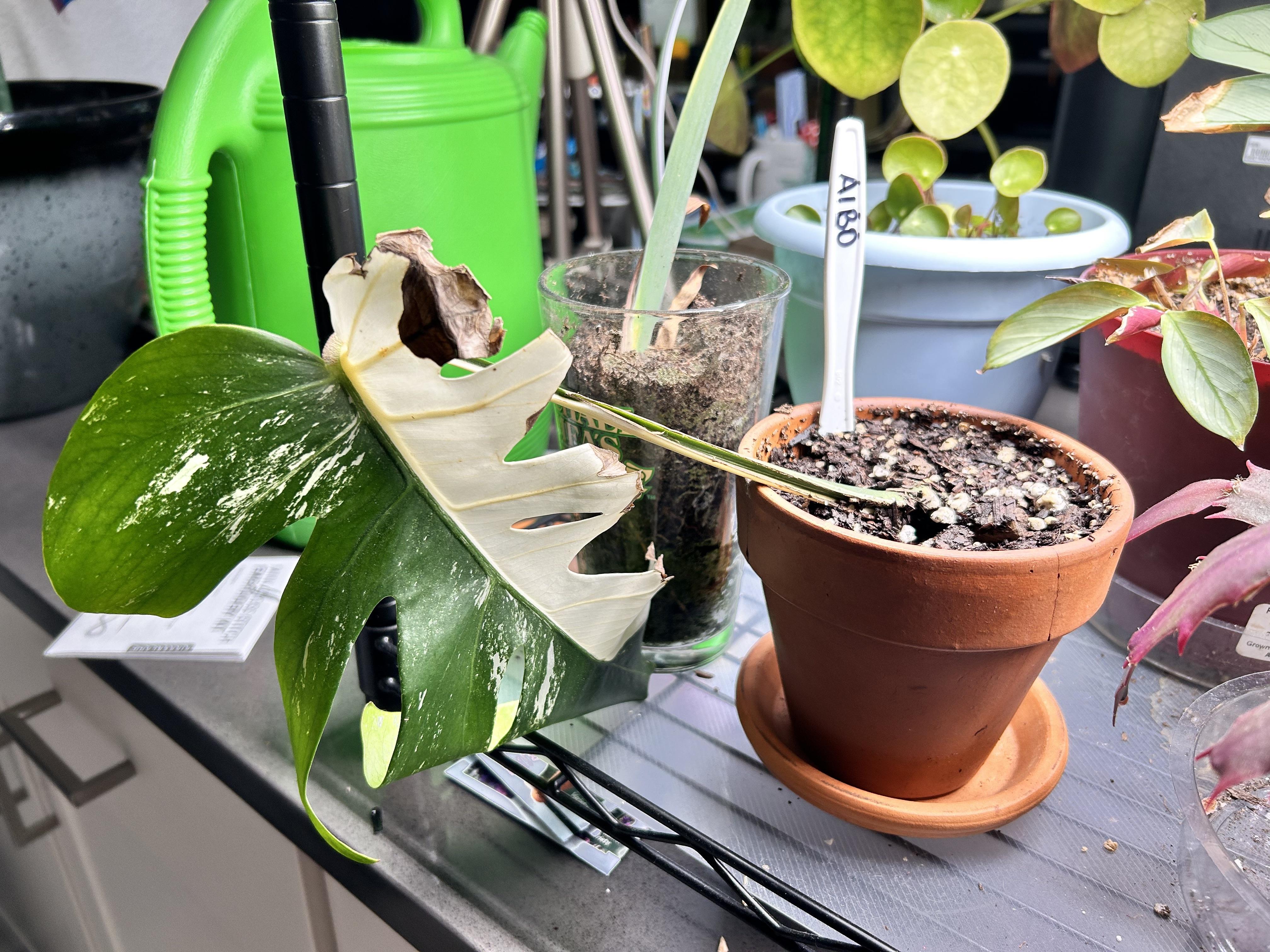 Monstera albo | Scrolller